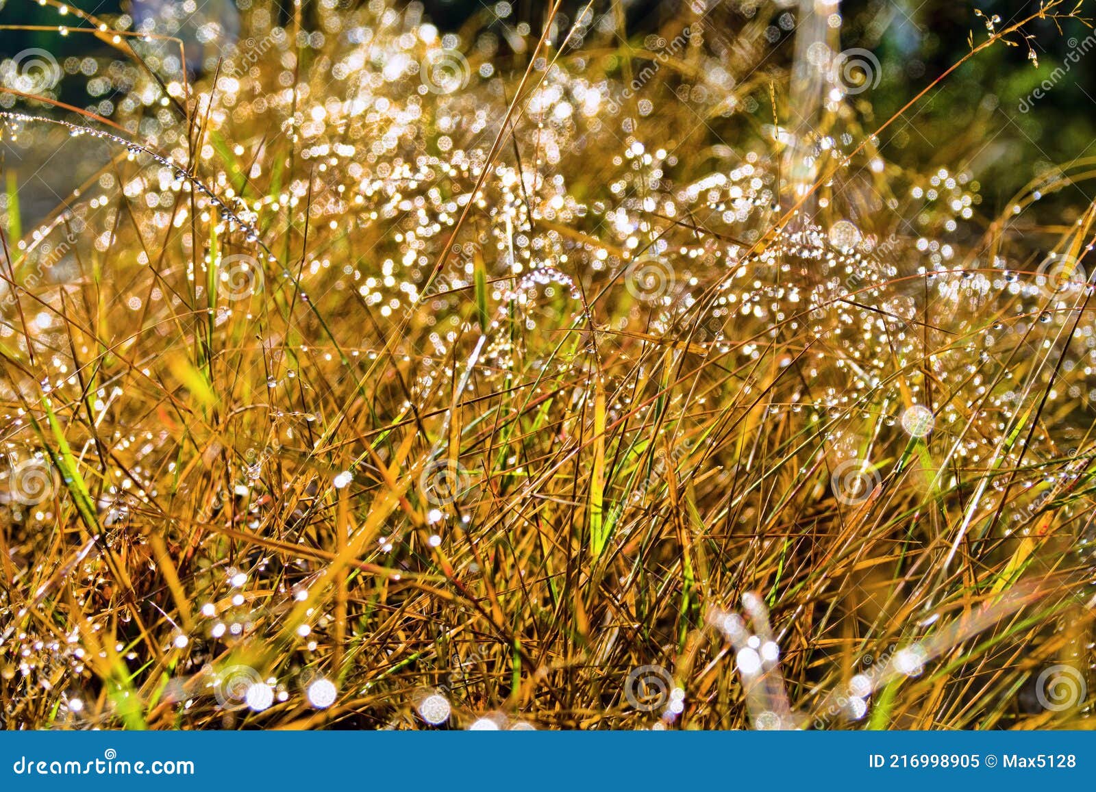 A Dewy Morning in the Meadows Stock Image - Image of flora, herb: 216998905