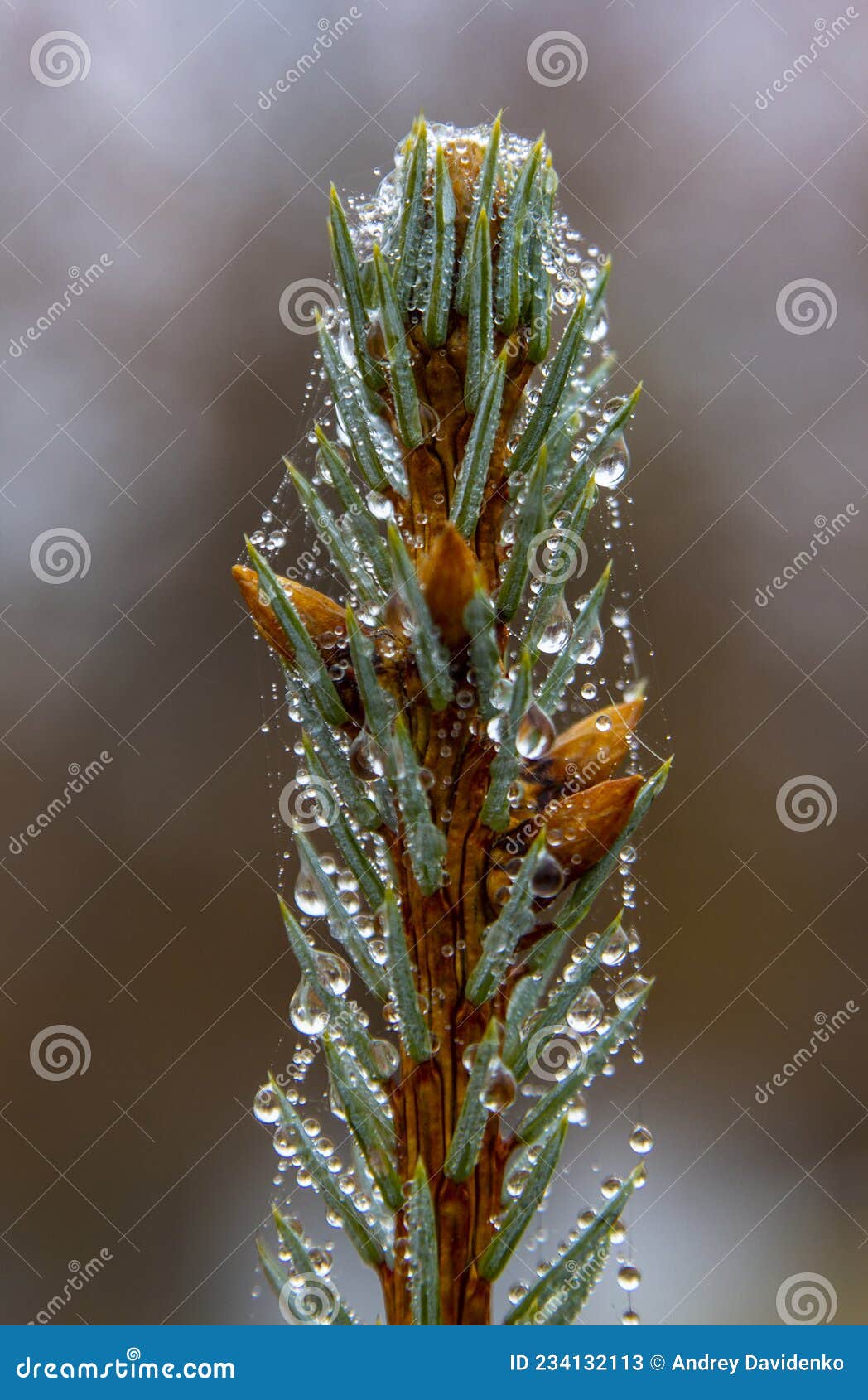 Dewy morning in the park stock image. Image of plant - 234132113