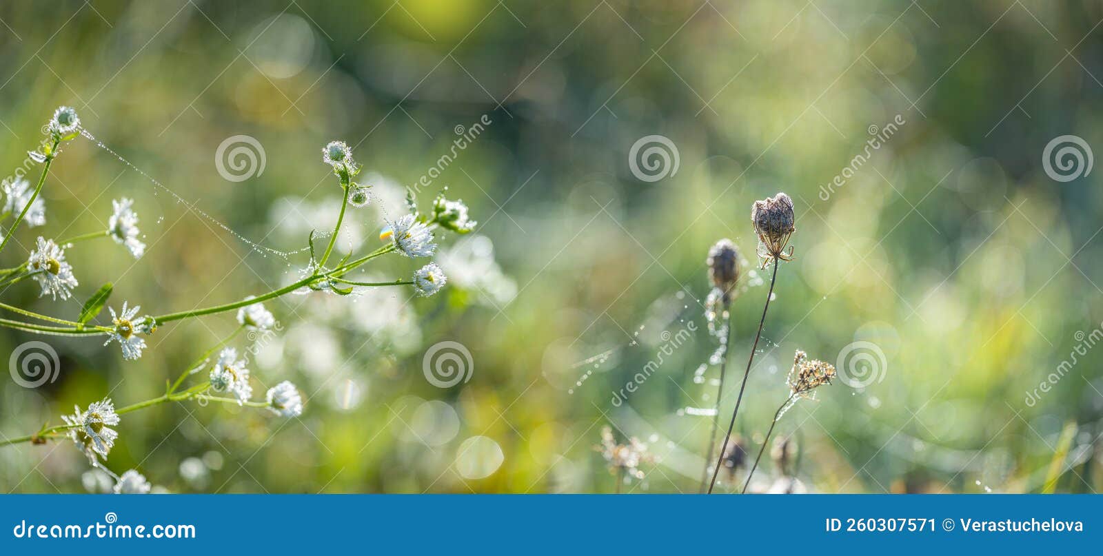 A Dewy Plants with Nice Soft Artistic Bokeh Stock Image - Image of blur ...