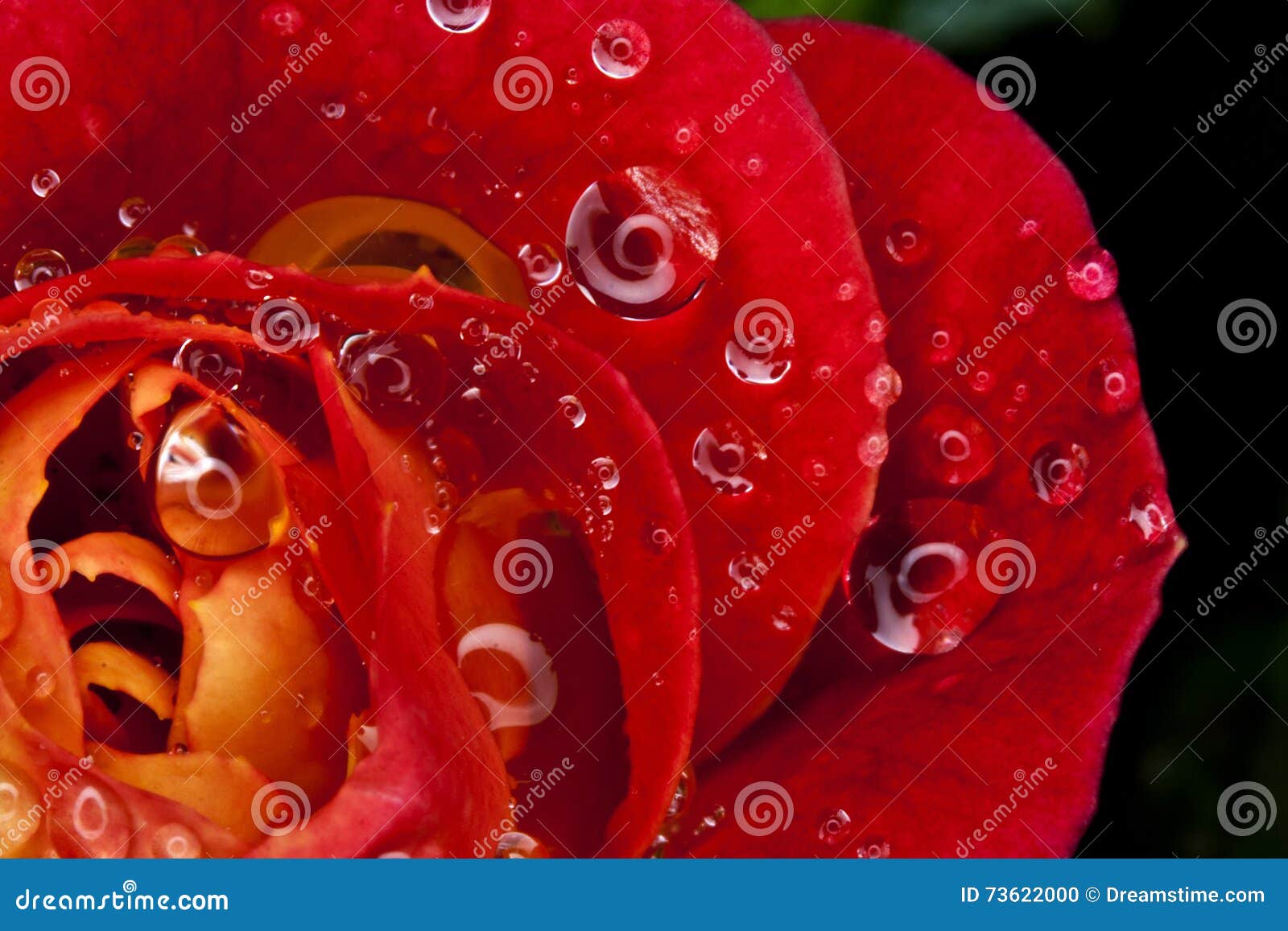 Dewy red rose stock photo. Image of dewy, nature, wonderful - 73622000