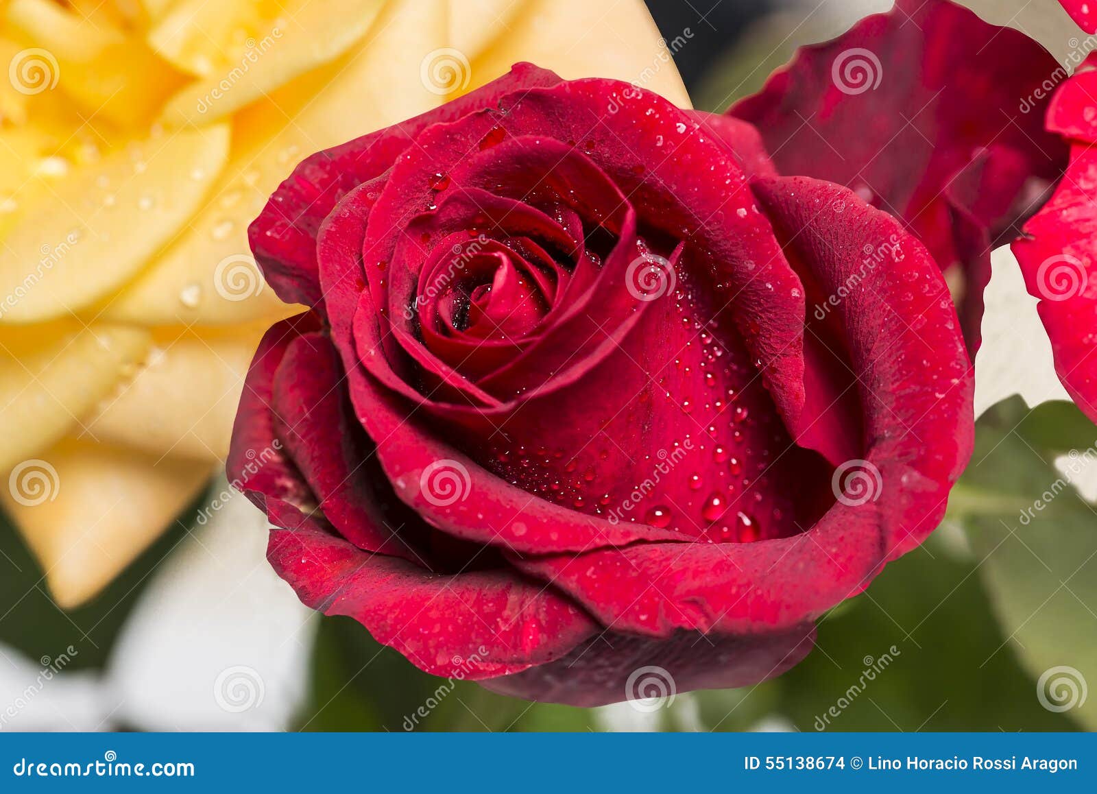 Dewy red rose stock photo. Image of nature, greeting - 55138674