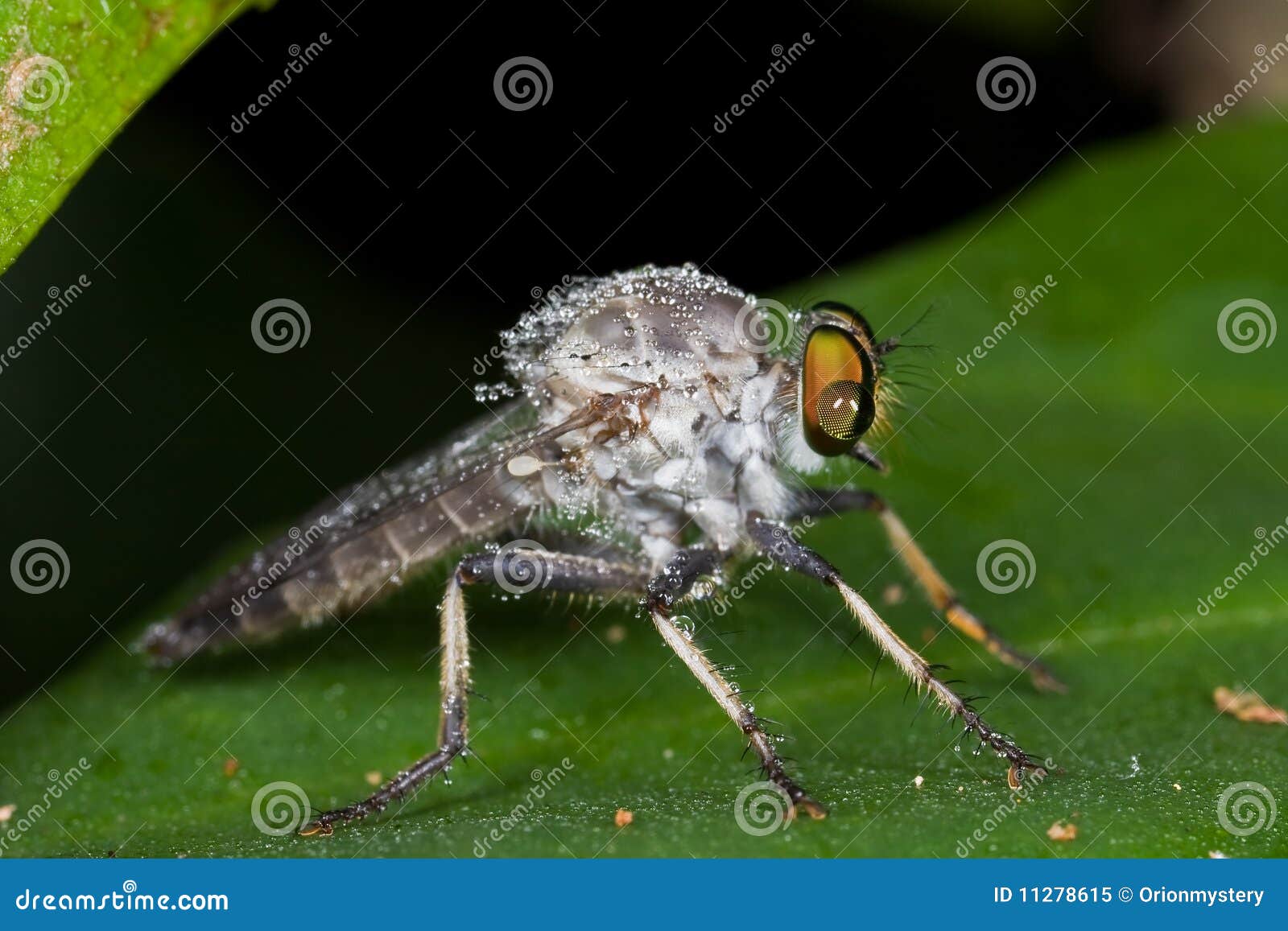 A Dewy Robber Fly on Green Leaf Stock Image - Image of close, branch ...