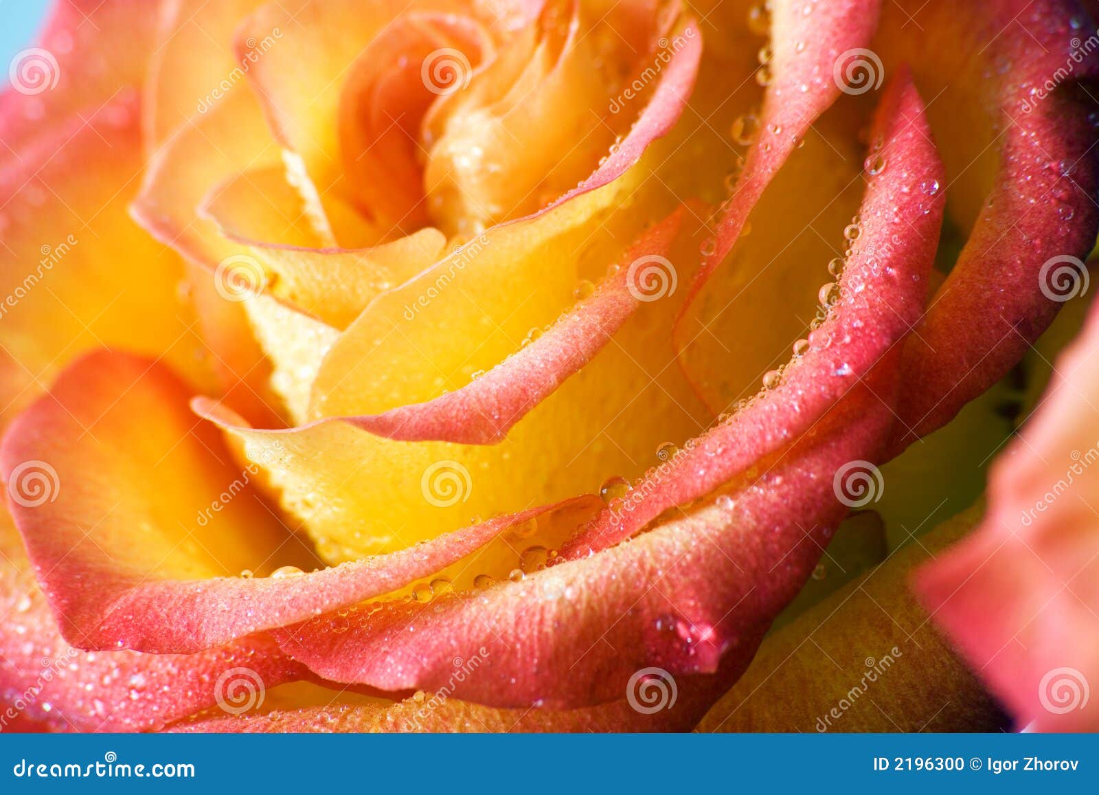 Dewy rose. stock photo. Image of single, dewdrops, botany - 2196300