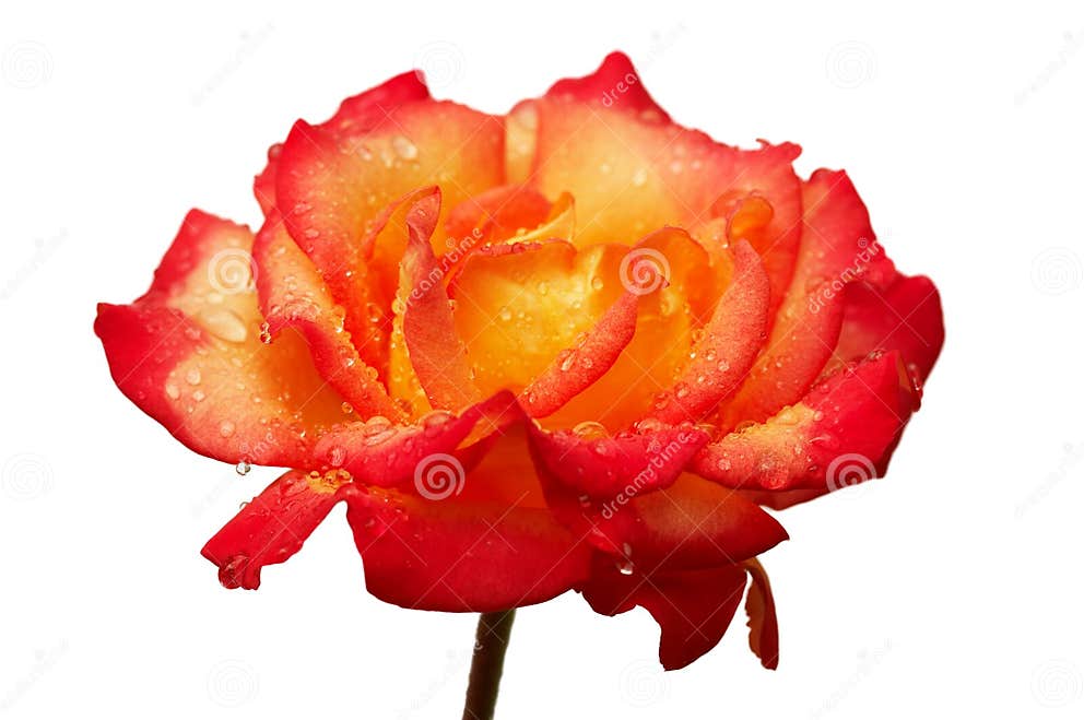 Dewy rose stock photo. Image of stigma, blooming, pistil - 4576058