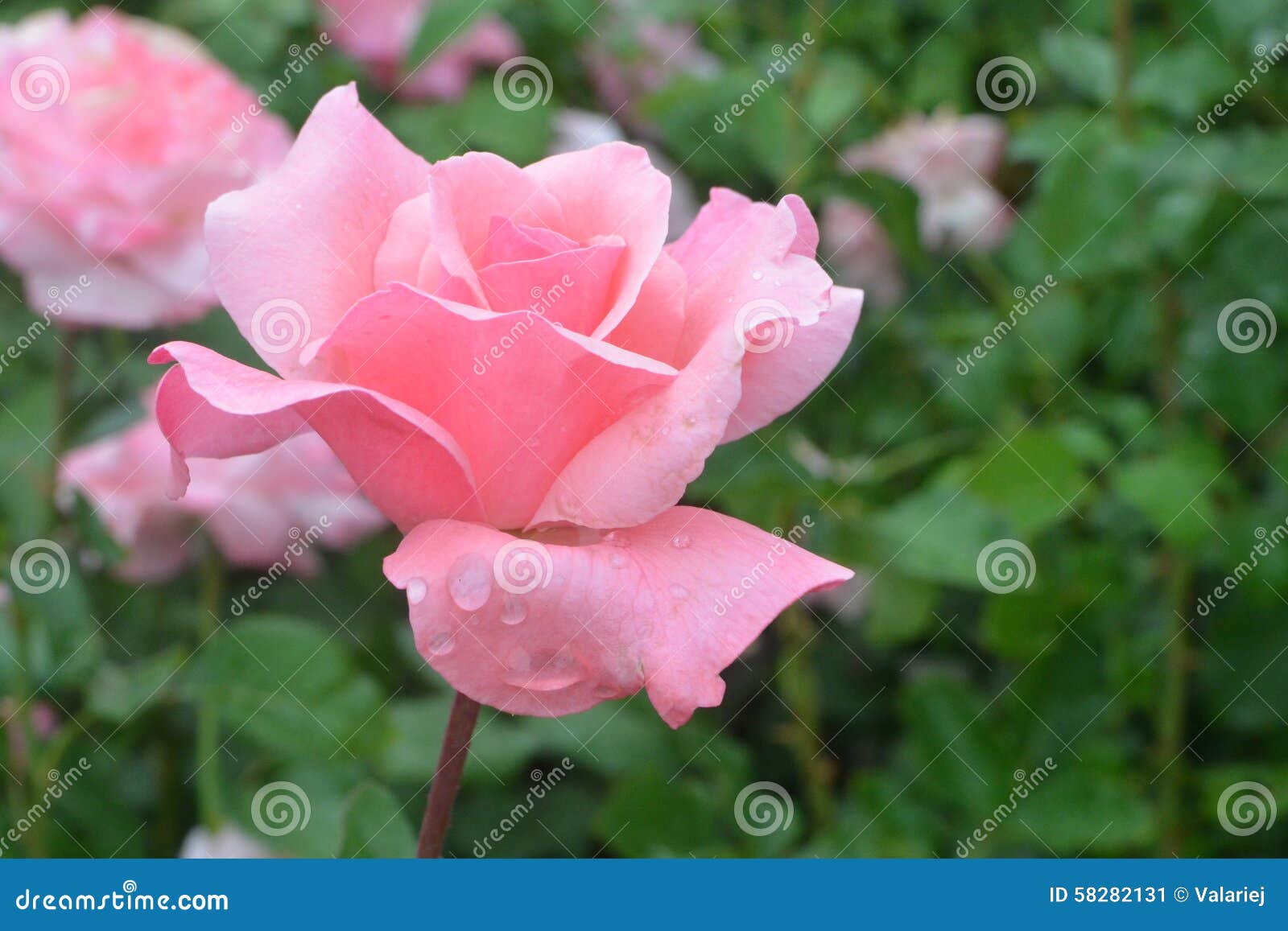 Dewy Rose stock image. Image of petal, english, rose - 58282131