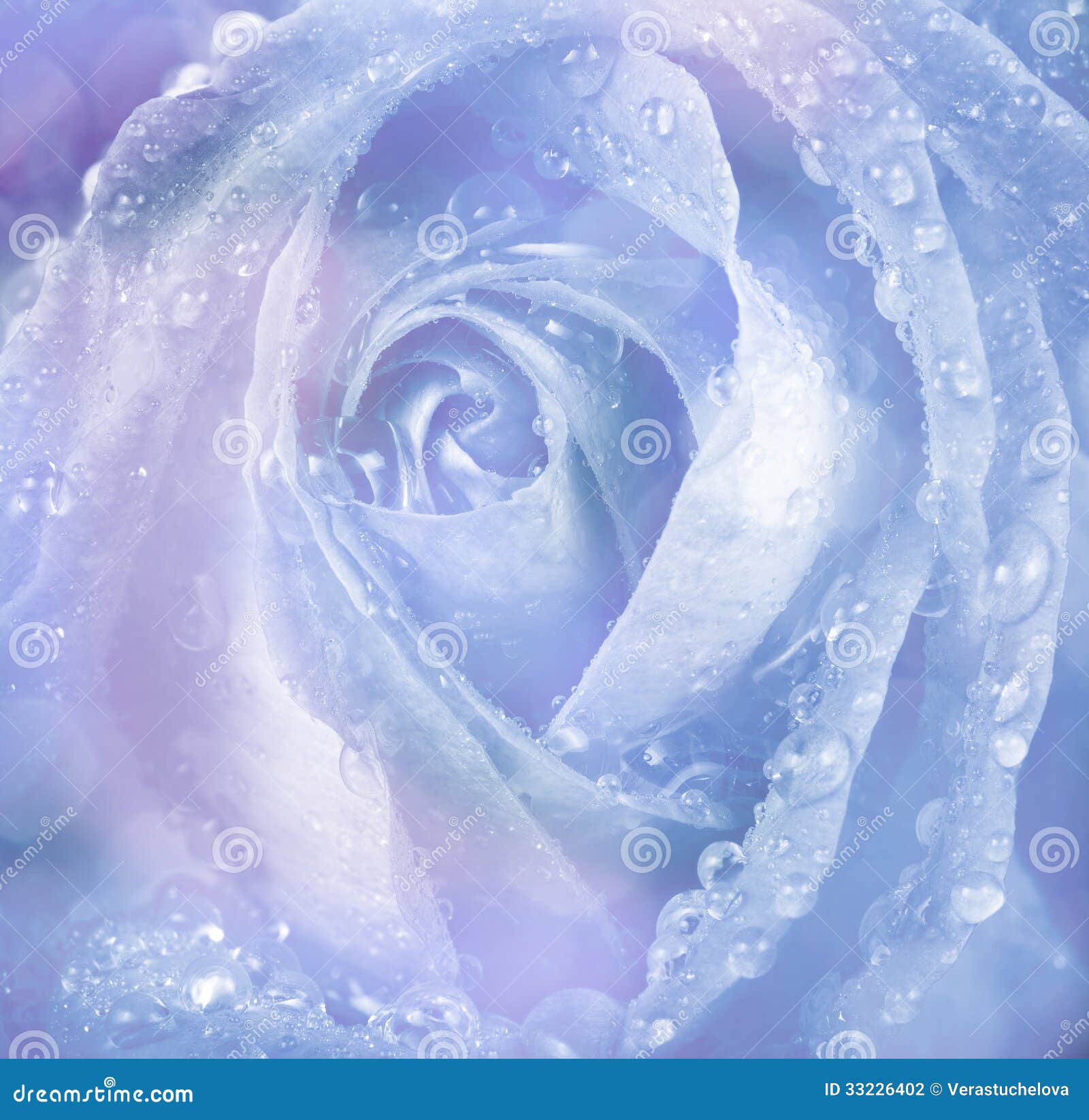 Dewy rose stock photo. Image of fresh, flower, nature - 33226402