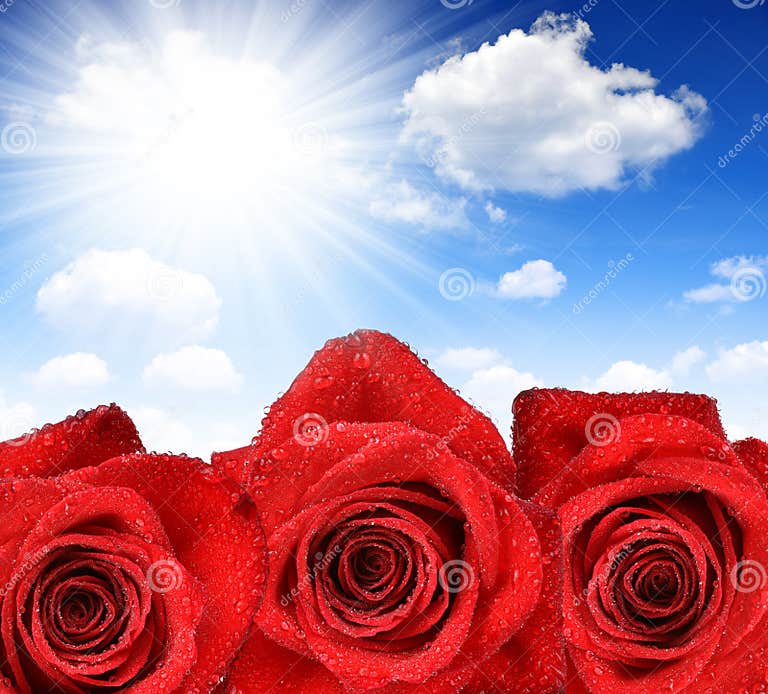 Dewy Rose stock photo. Image of decoration, passion, romance - 38805552