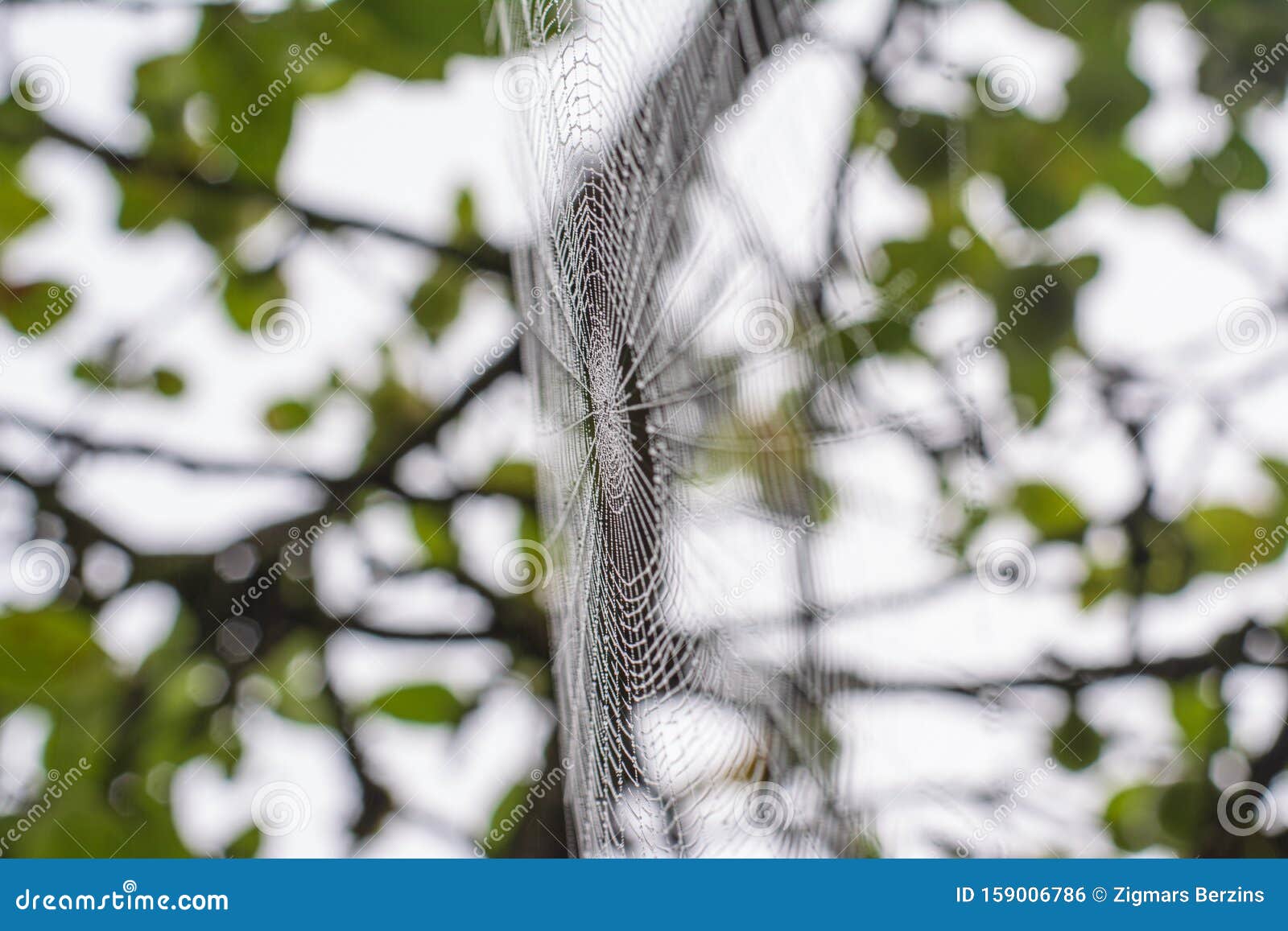 Dewy Spider Net in the Tree Stock Photo - Image of detail, waterdrop ...