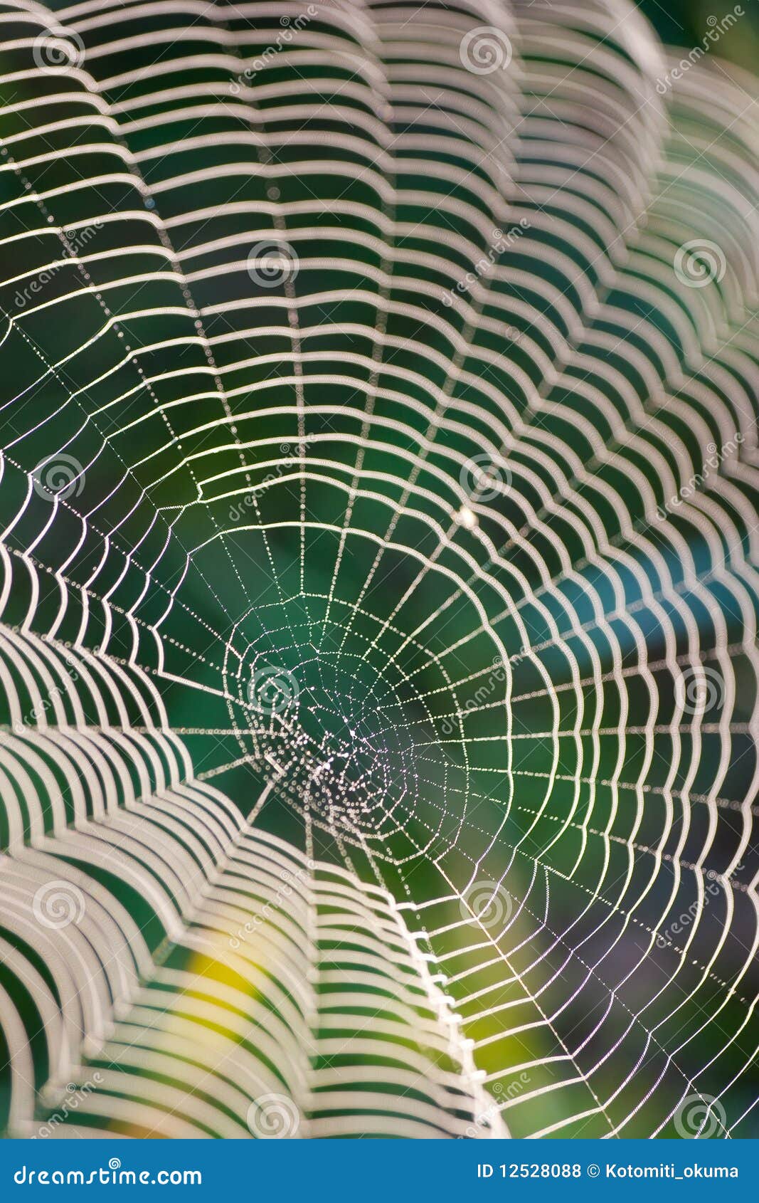 Dewy spider web stock photo. Image of spider, circle - 12528088