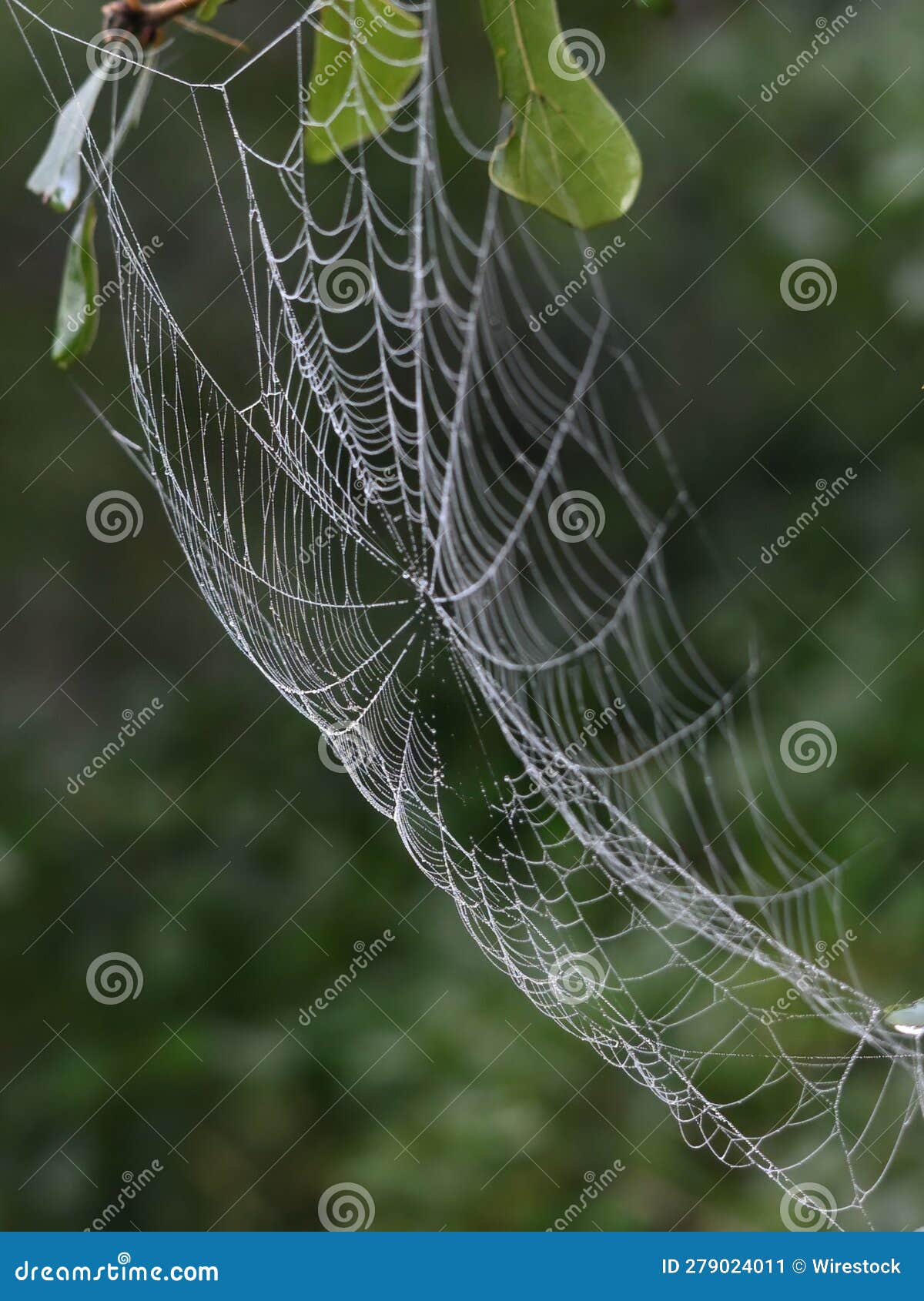 Dewy Spider Web Hanging on a Tree Branch. Stock Image - Image of blurry ...