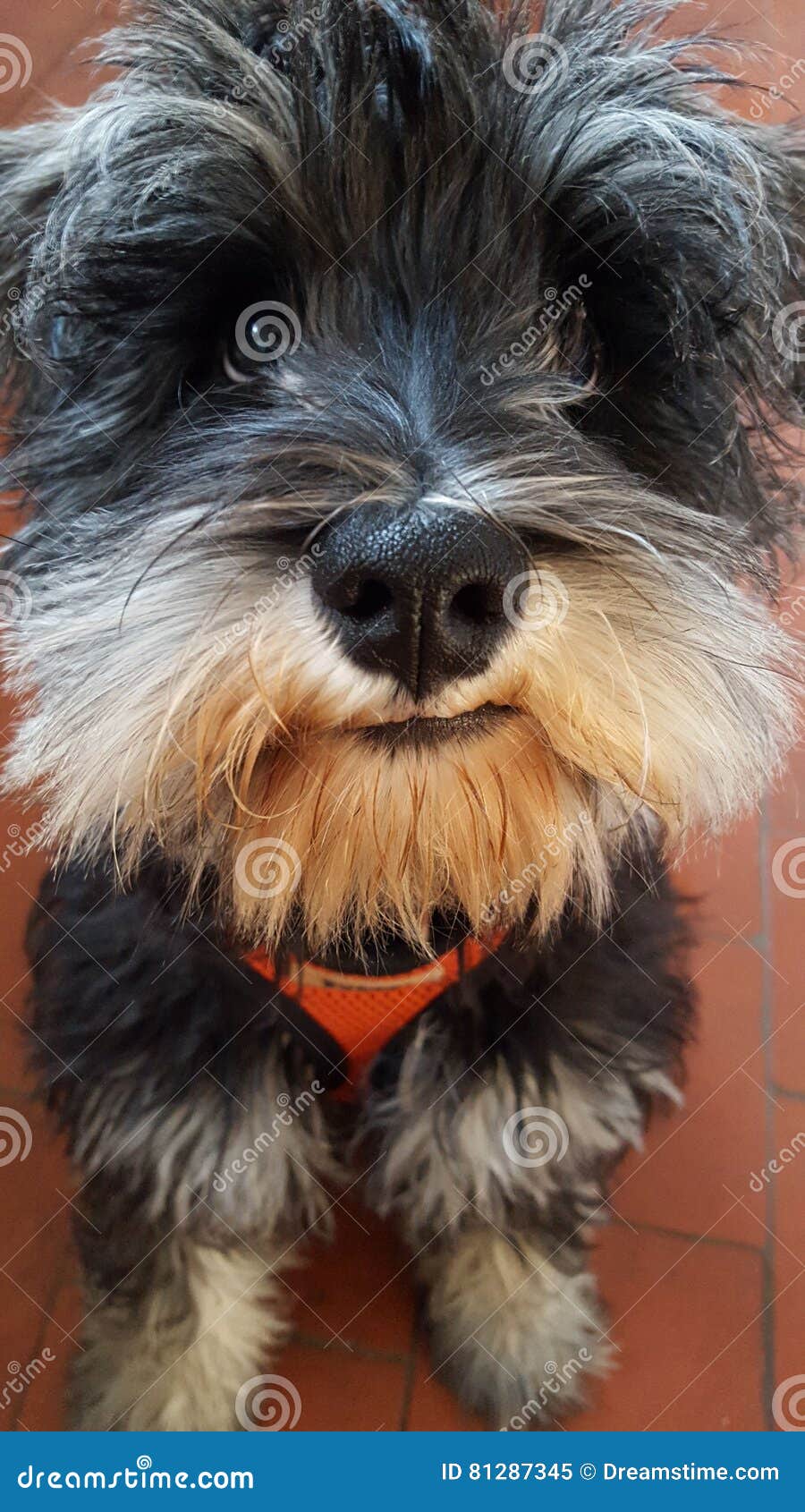 Dex stock image. Image of puppy, cute, miniature, schnauzer - 81287345