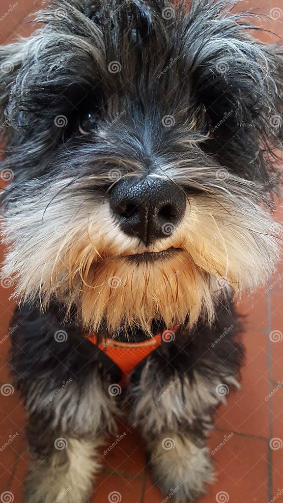 Dex stock image. Image of puppy, cute, miniature, schnauzer - 81287345