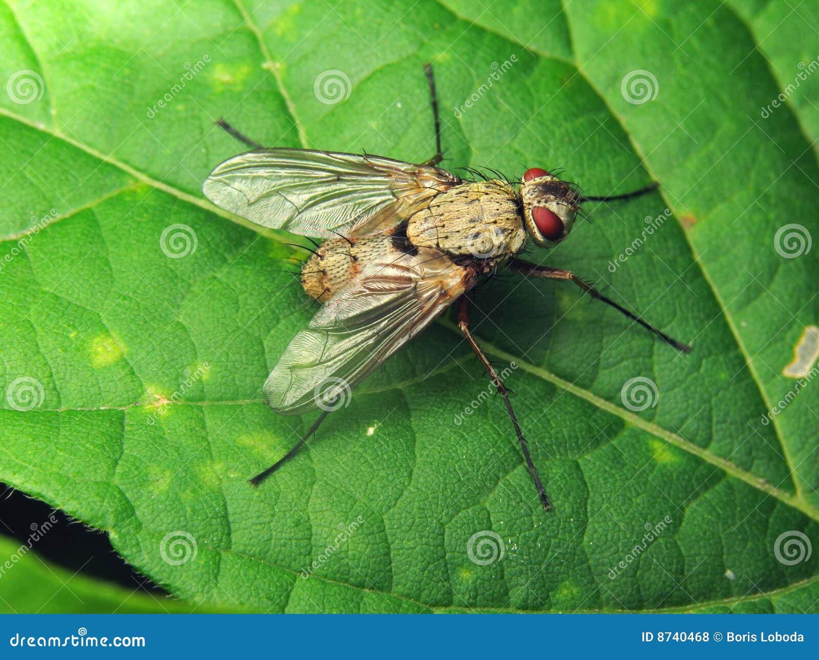 Dexia rustica stock photo. Image of rustica, insecta, eyes - 8740468