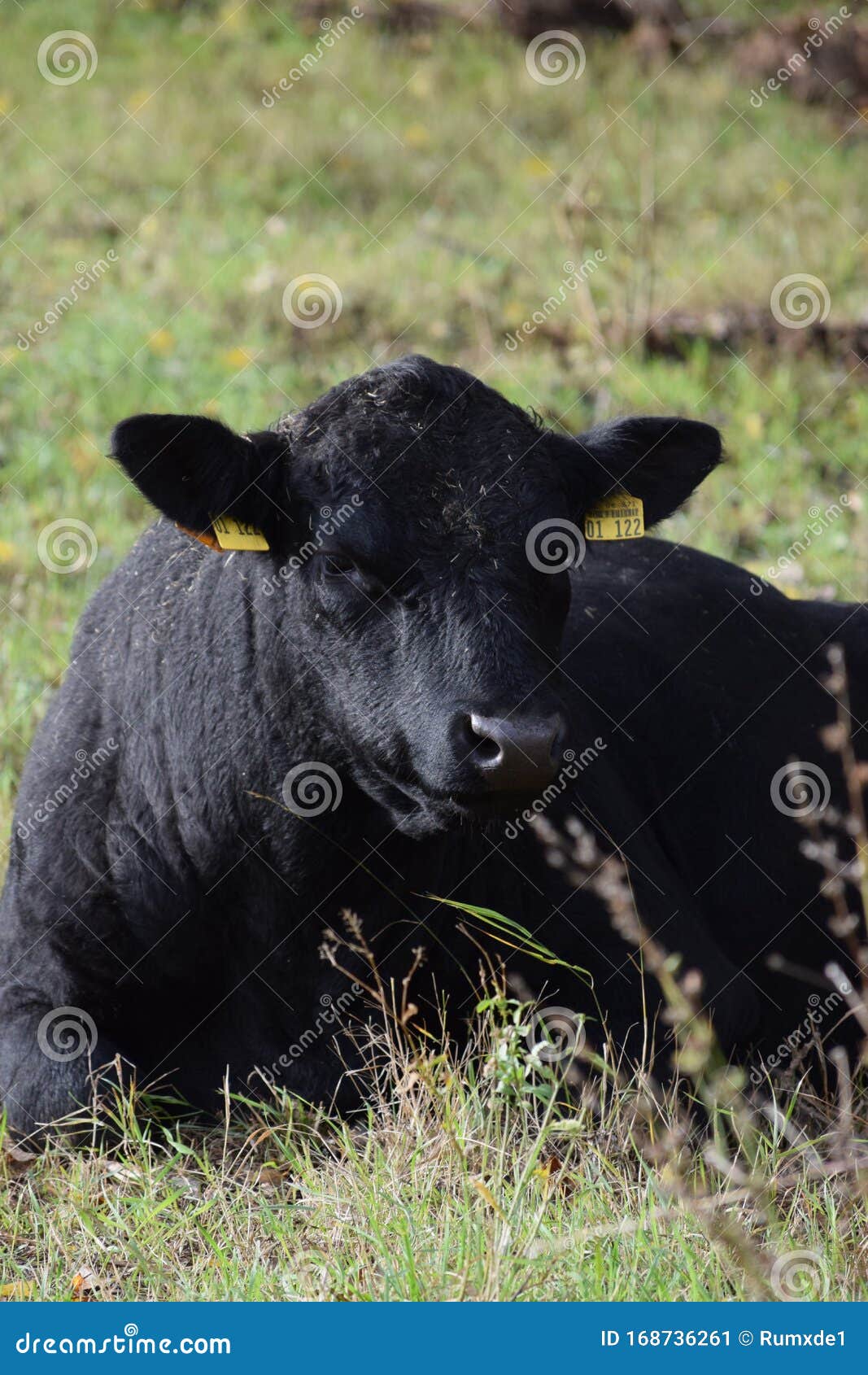Dexter cattle stock image. Image of pasture, breeds - 168736261