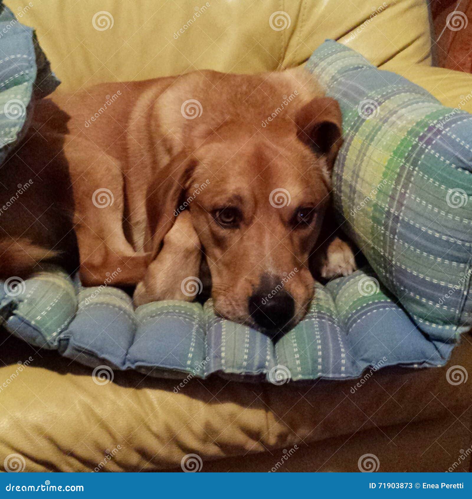 Dexter el perro imagen de archivo. Imagen de dextro, perro - 71903873