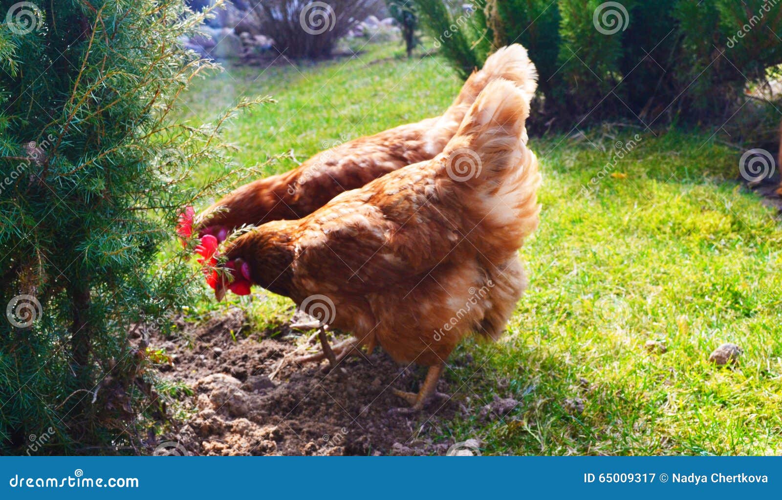 Deze Grappige Zeer Grappige Kip Stock Afbeelding - Image of tuin ...