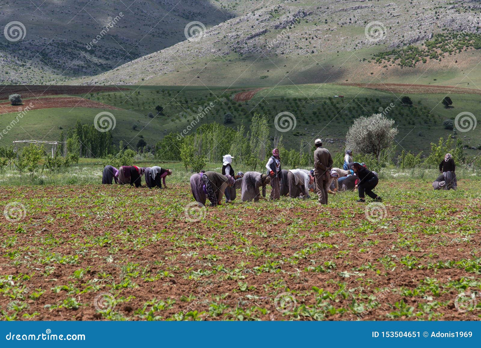 Turkish Agricultural Workers, in Adana, Turkey Editorial Photo - Image ...