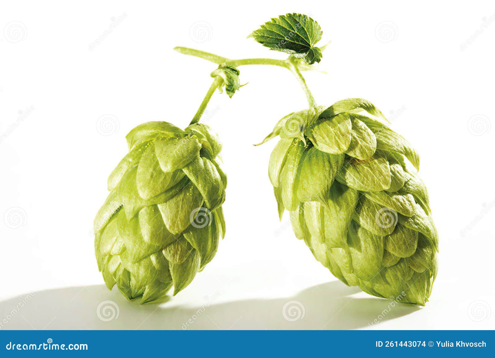Two hop umbels, close-up. stock photo. Image of green - 261443074