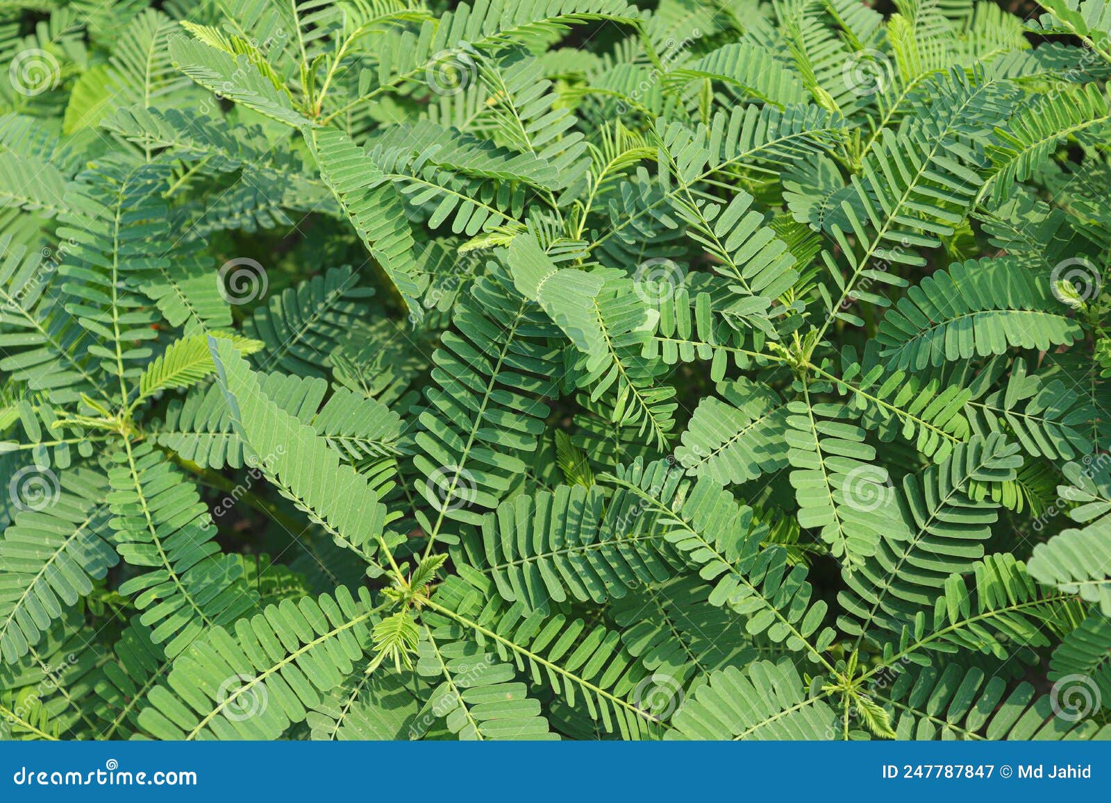 Dhaincha Tree on Farm for Fueling Stock Image - Image of stem ...