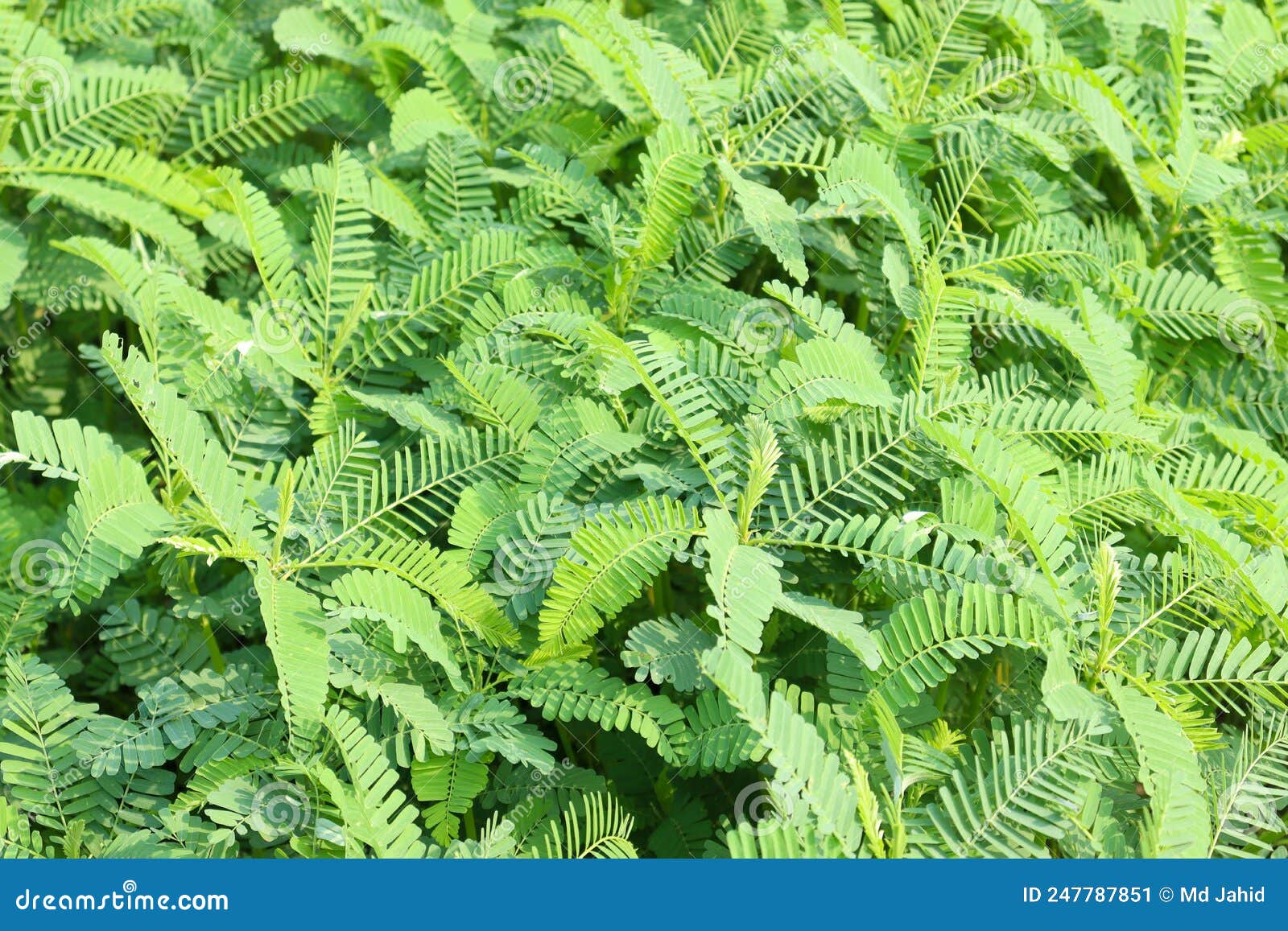 Dhaincha Tree on Farm for Fueling Stock Image - Image of garden, bush ...