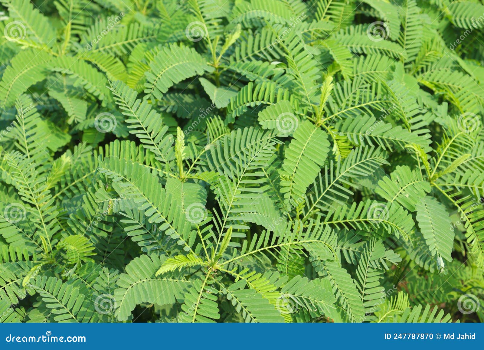 Dhaincha Tree on Farm for Fueling Stock Photo - Image of lush ...