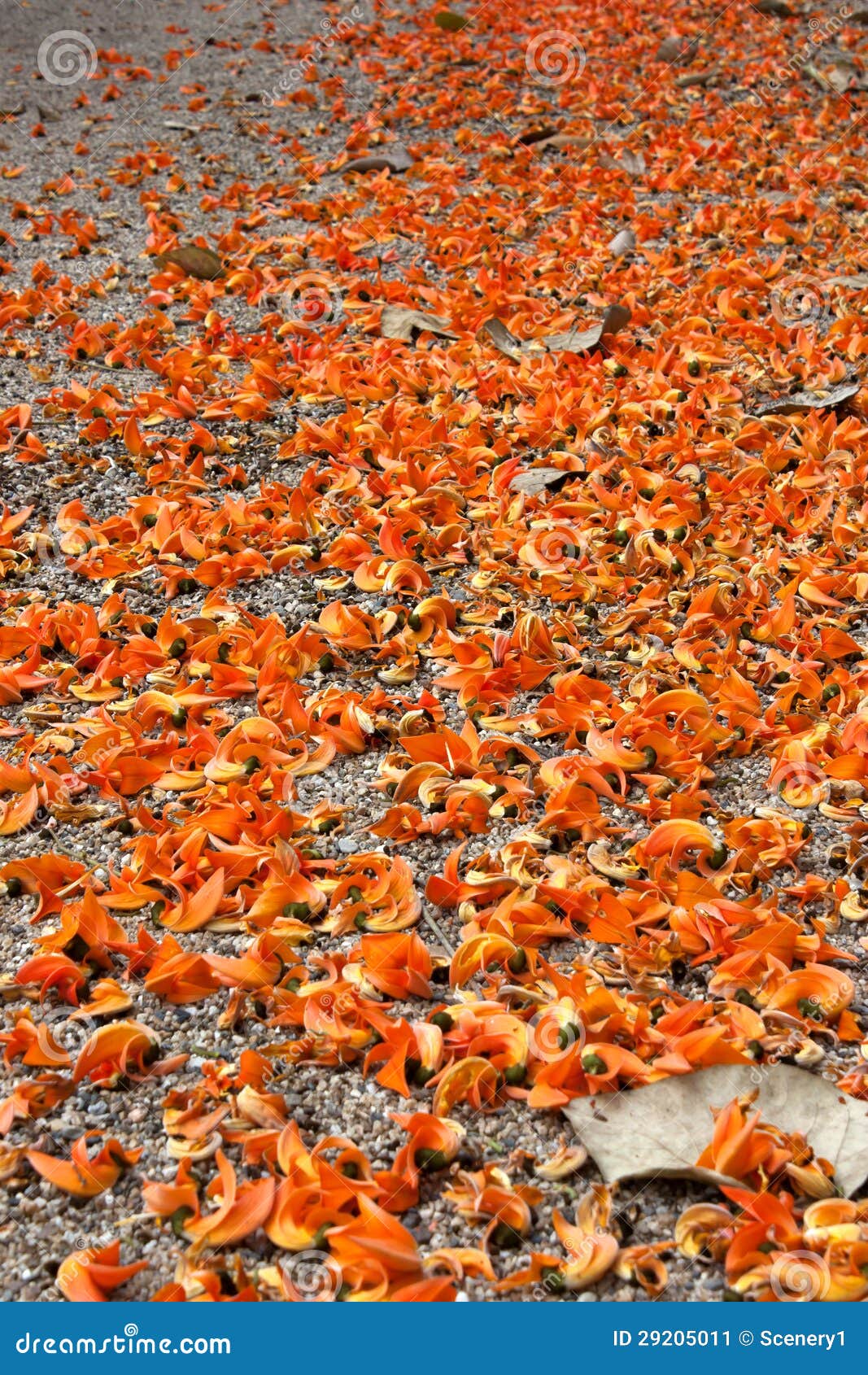 Dhak flower. stock image. Image of flowers, ground, fragrance - 29205011