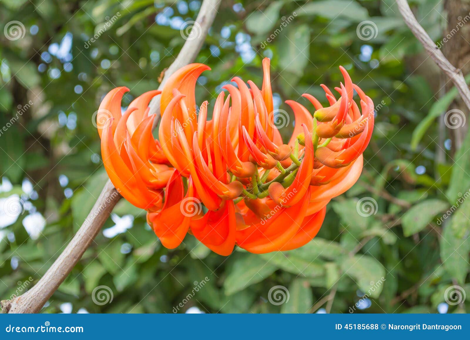 Dhak flower stock photo. Image of jungle, orange, curved - 45185688