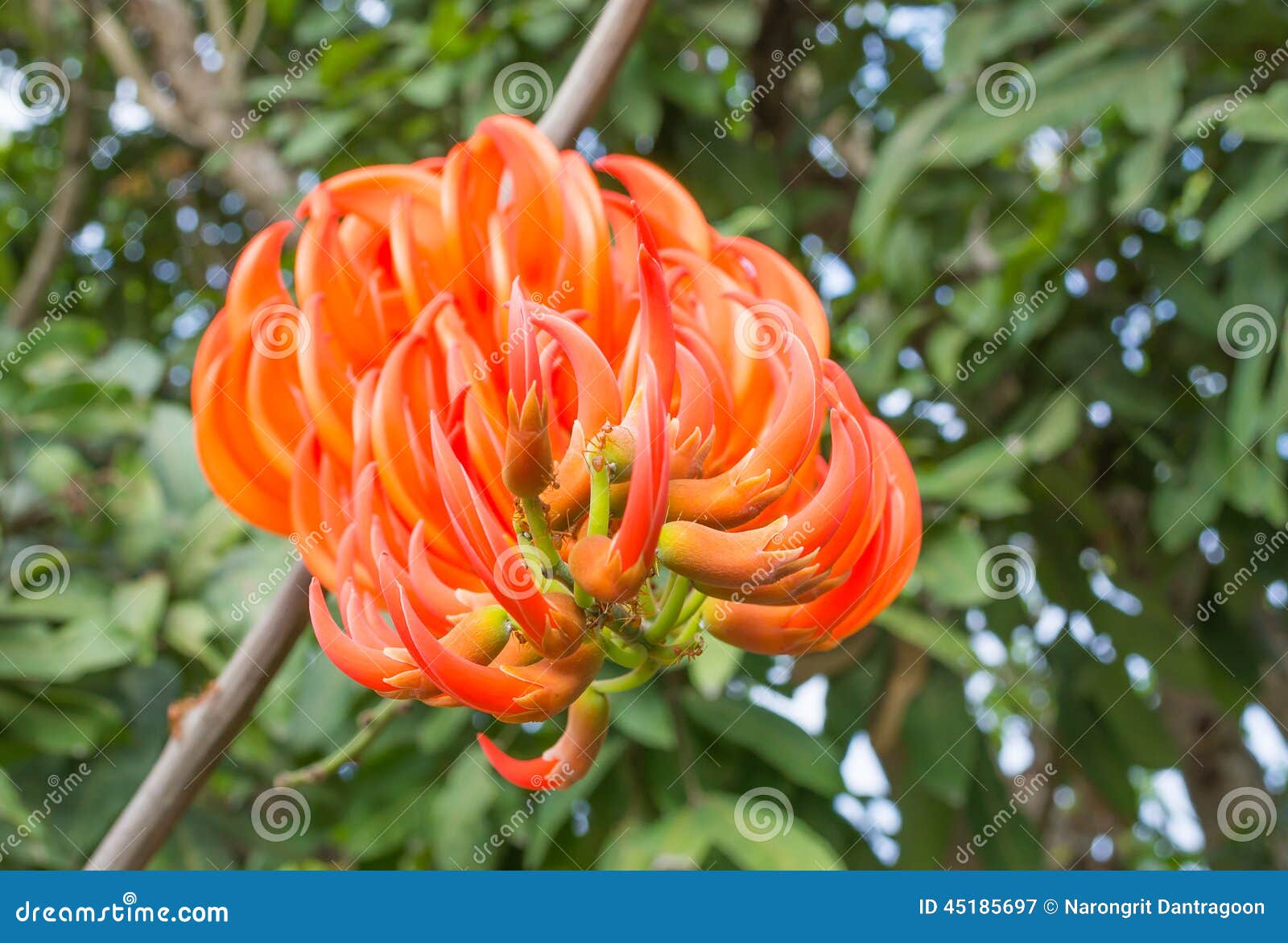 Dhak flower stock image. Image of butea, erythrina, beak - 45185697