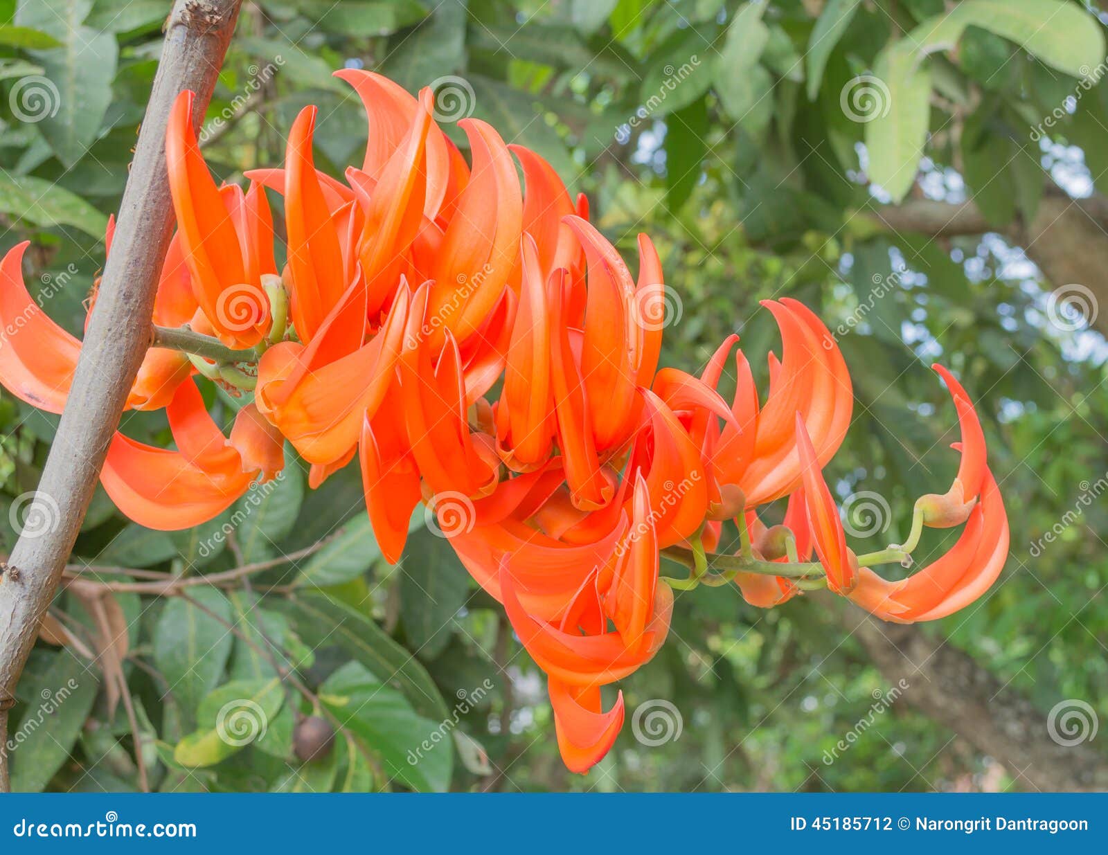 Dhak flower stock photo. Image of kino, five, dhaak, forest - 45185712