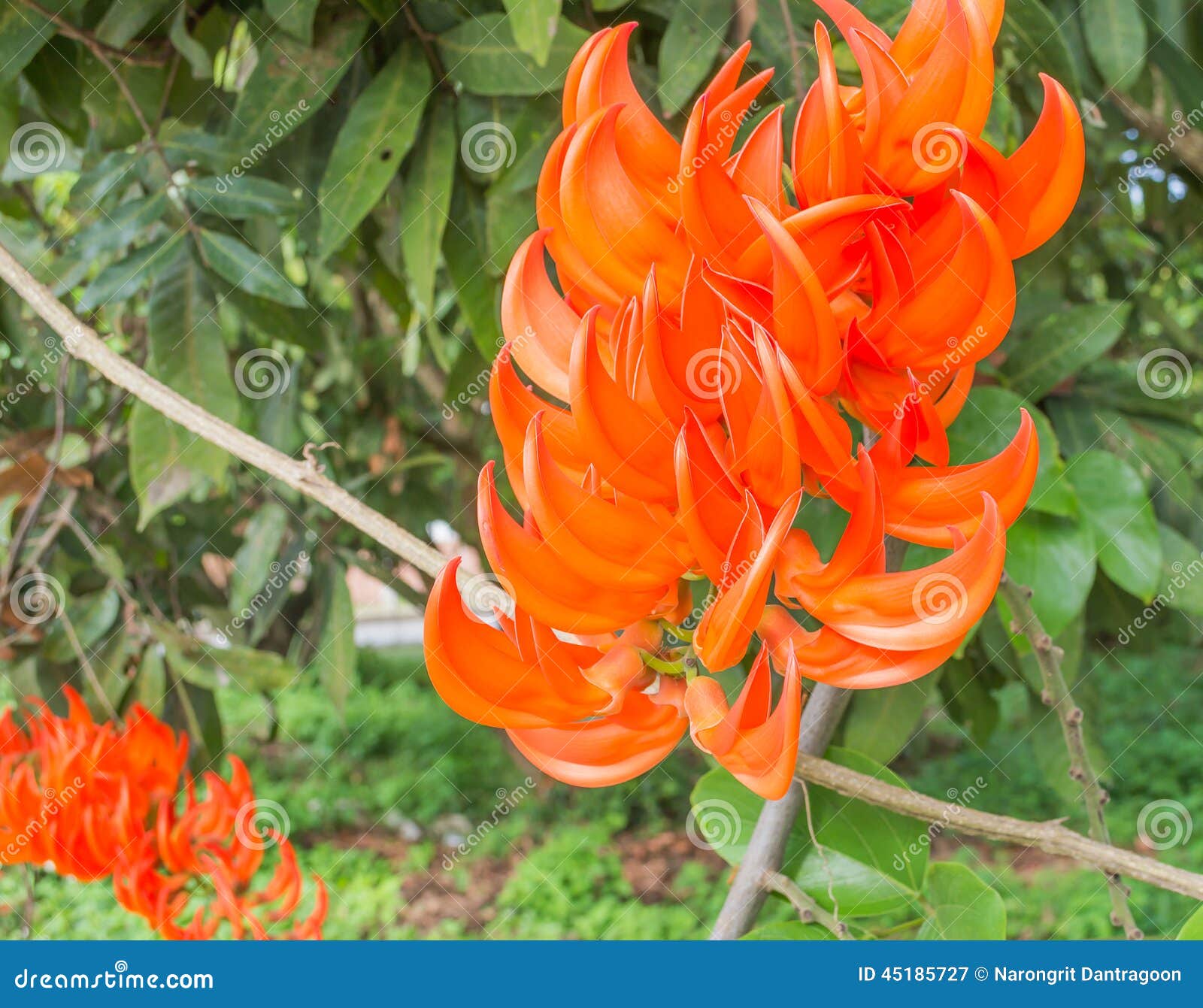 Dhak flower stock image. Image of forest, nature, five - 45185727