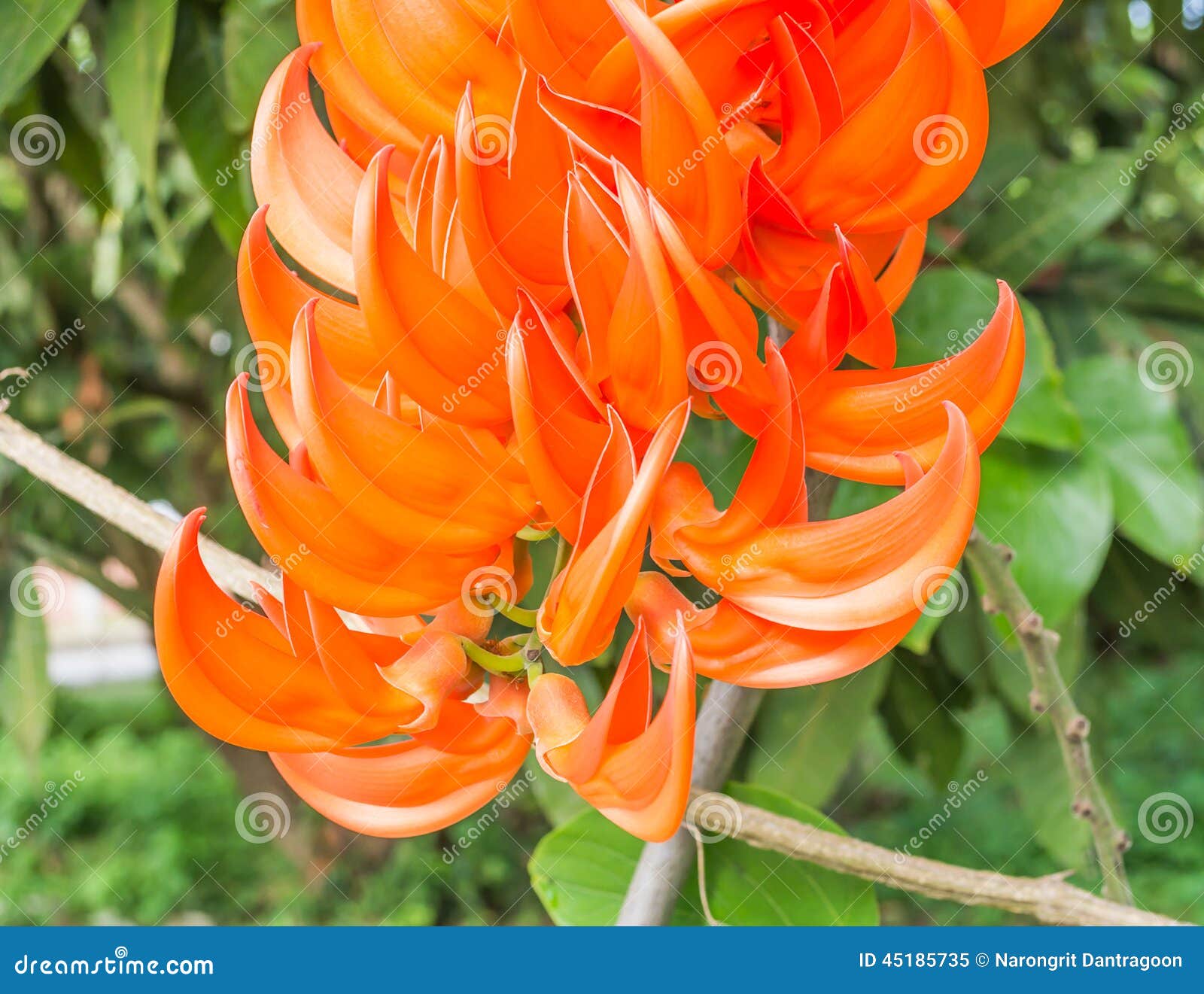 Dhak flower stock image. Image of color, curved, keel - 45185735