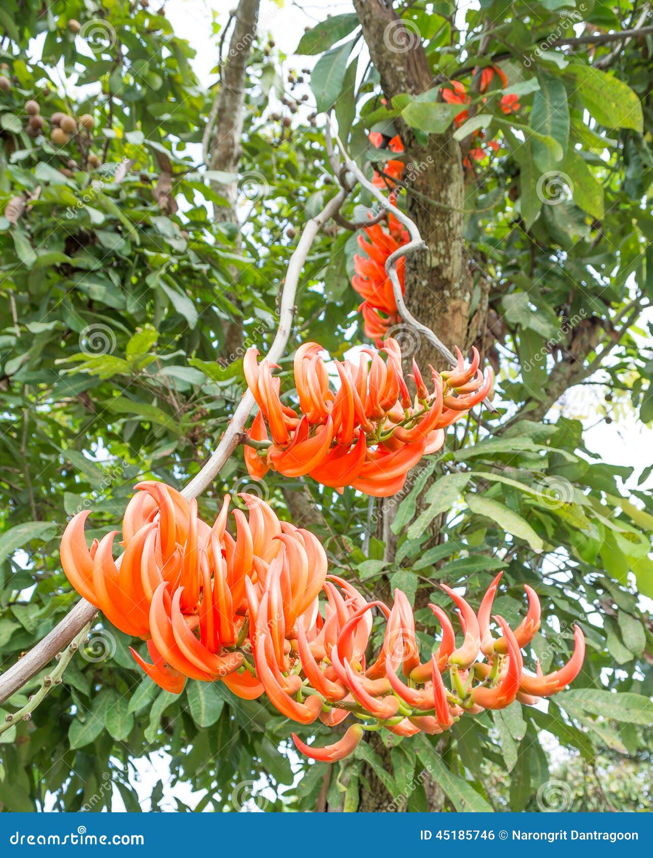 Dhak flower stock photo. Image of monosperma, jungle - 45185746