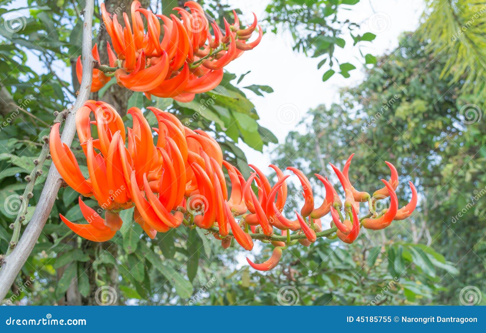 Dhak flower stock image. Image of fabaceae, leafleats - 45185755