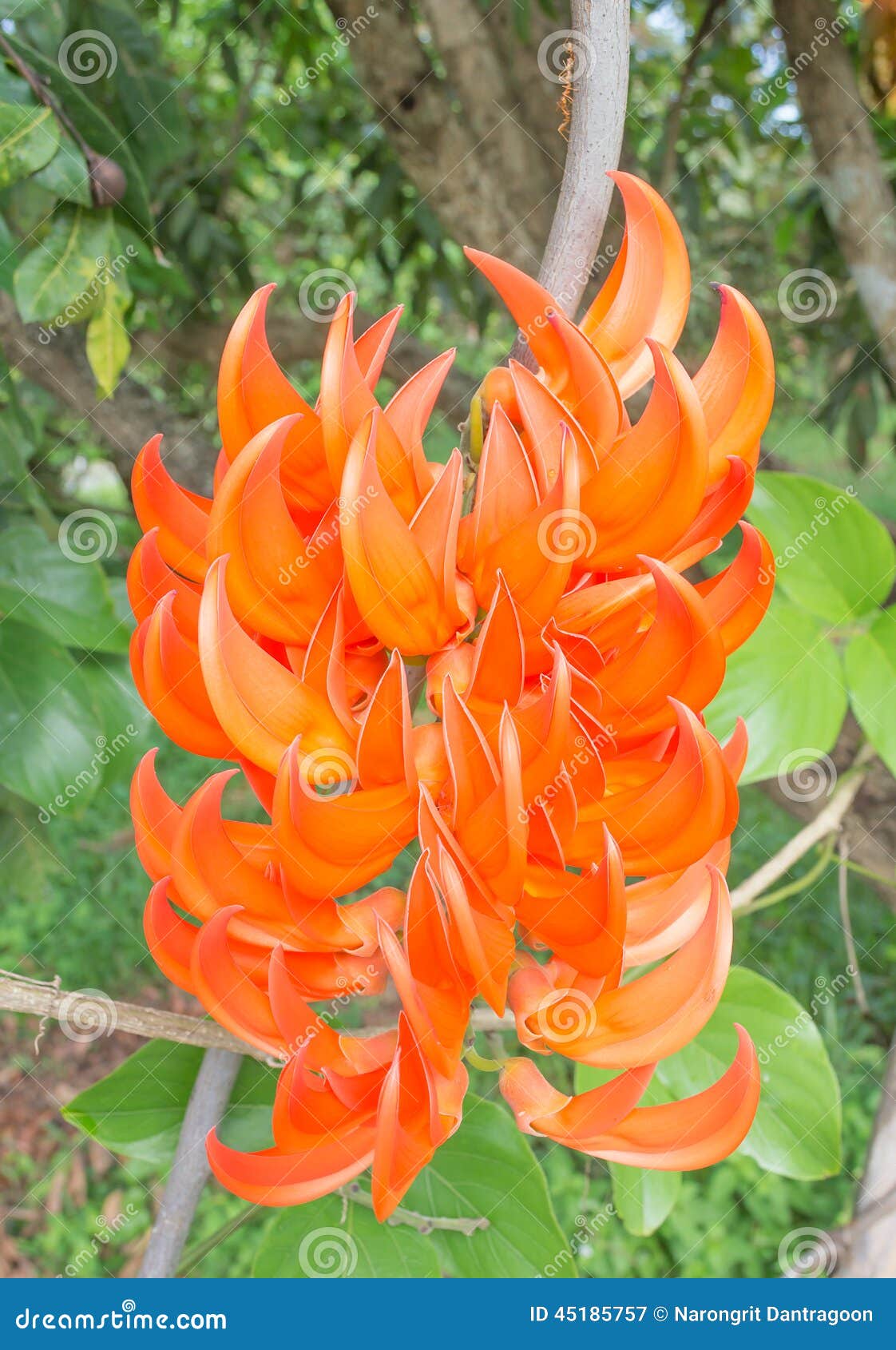 Dhak flower stock image. Image of five, garden, beak - 45185757