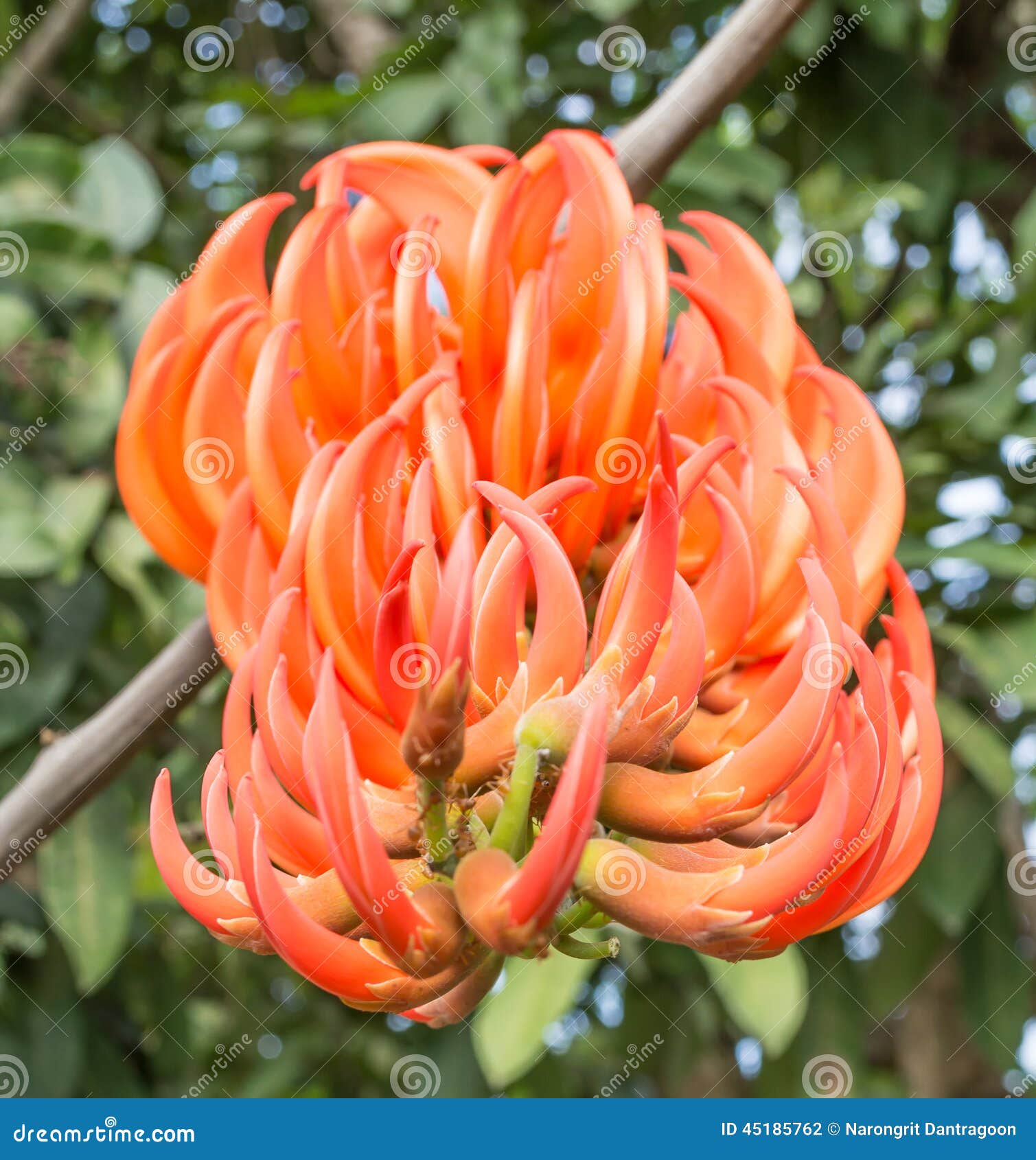 Dhak flower stock photo. Image of paat, dhaak, fabaceae - 45185762