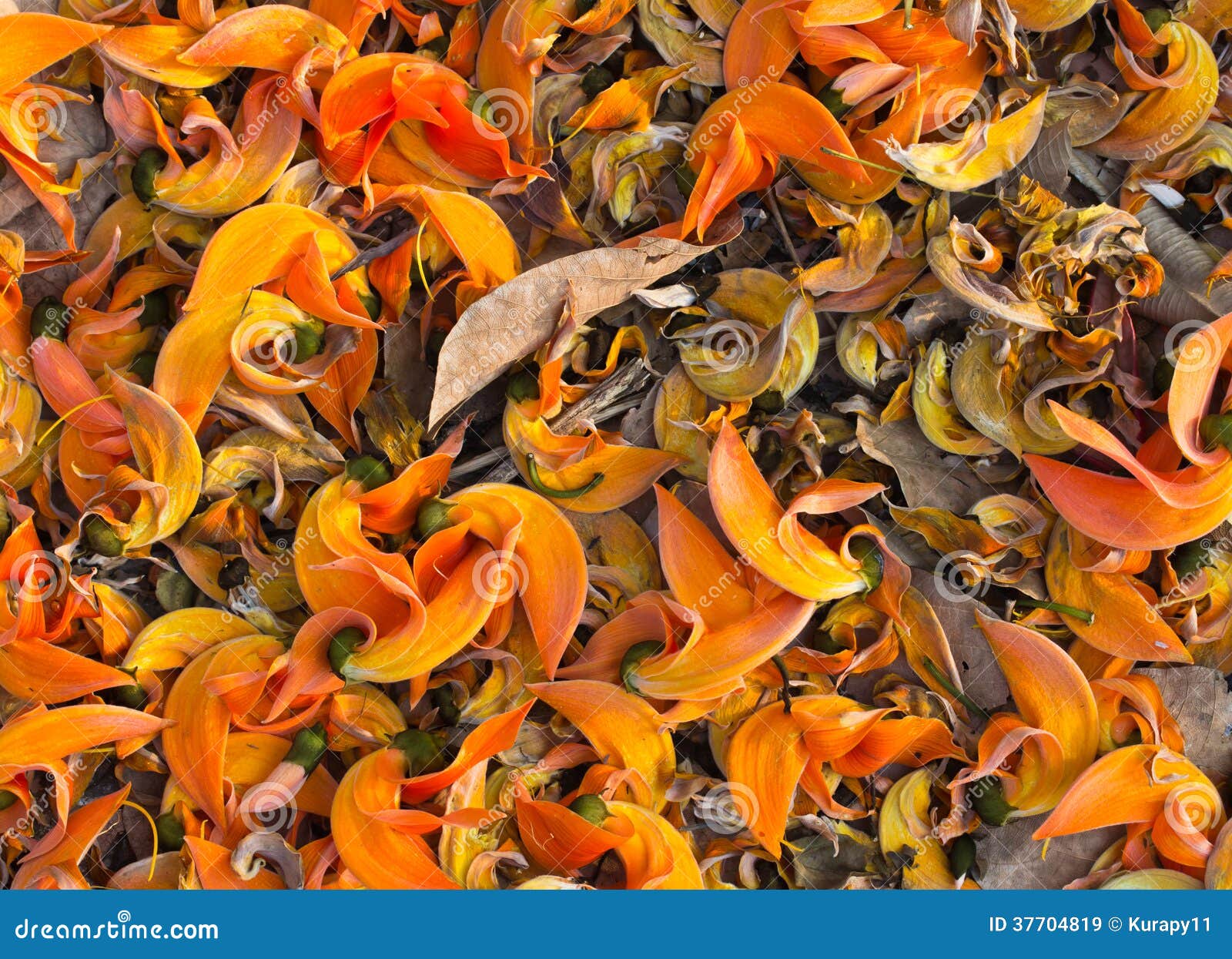 Dhak Flower Stock Photo | CartoonDealer.com #45185688