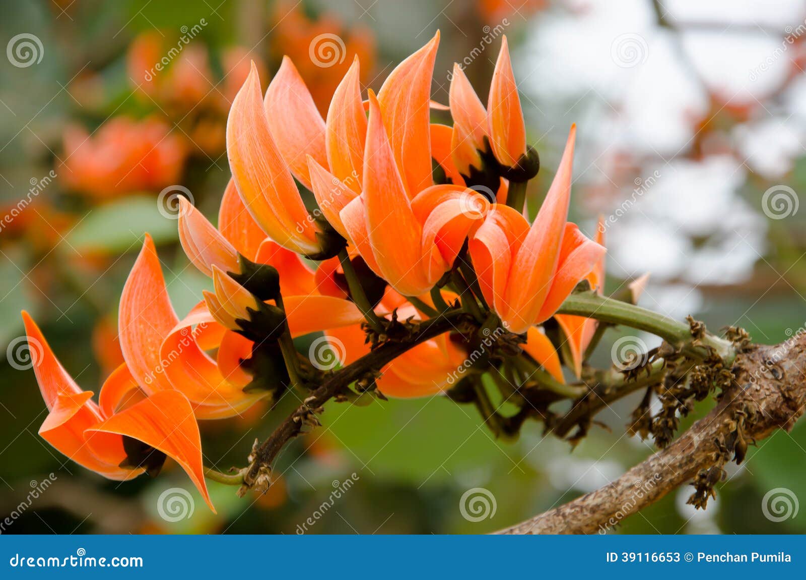 Dhak flower stock image. Image of chiangmai, paat, beak - 39116653