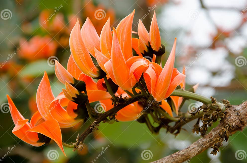 Dhak flower stock image. Image of chiangmai, paat, beak - 39116653