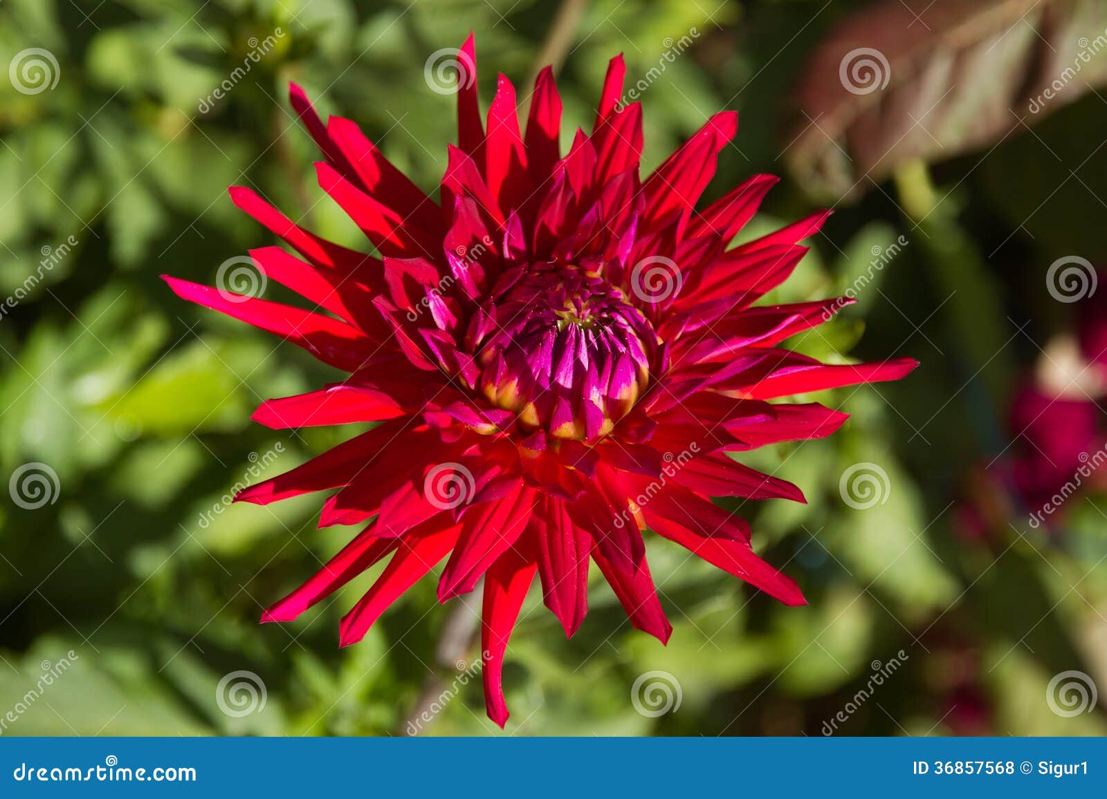 Dhalia Flower stock photo. Image of beautiful, close - 36857568