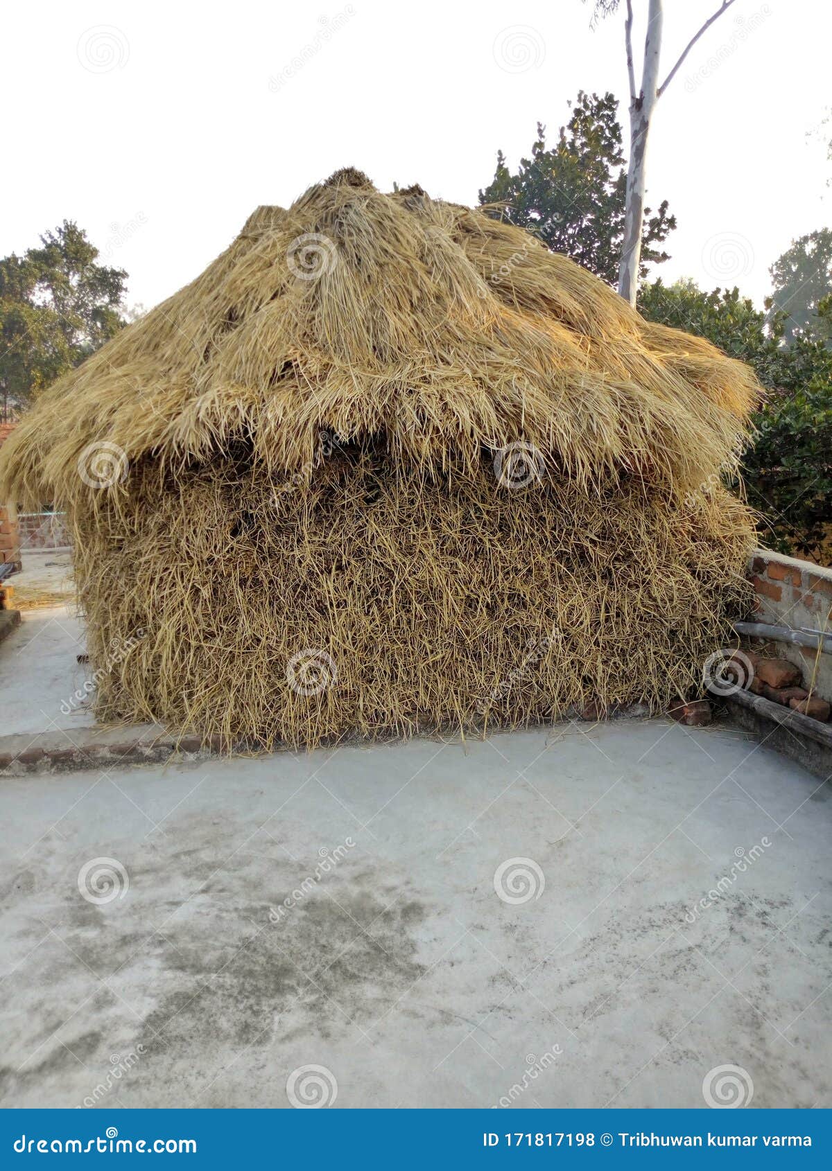 Dhan pumal stock photo. Image of village, dhan, jharkhand - 171817198