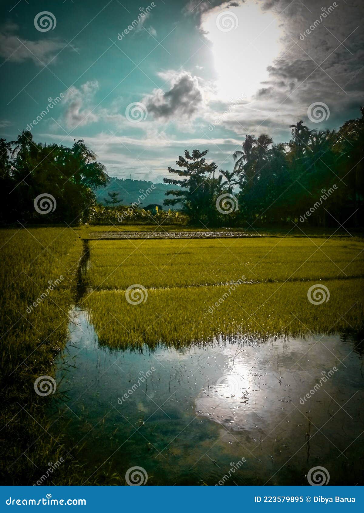 Dhaner Chara Stock Photos - Free & Royalty-Free Stock Photos from ...