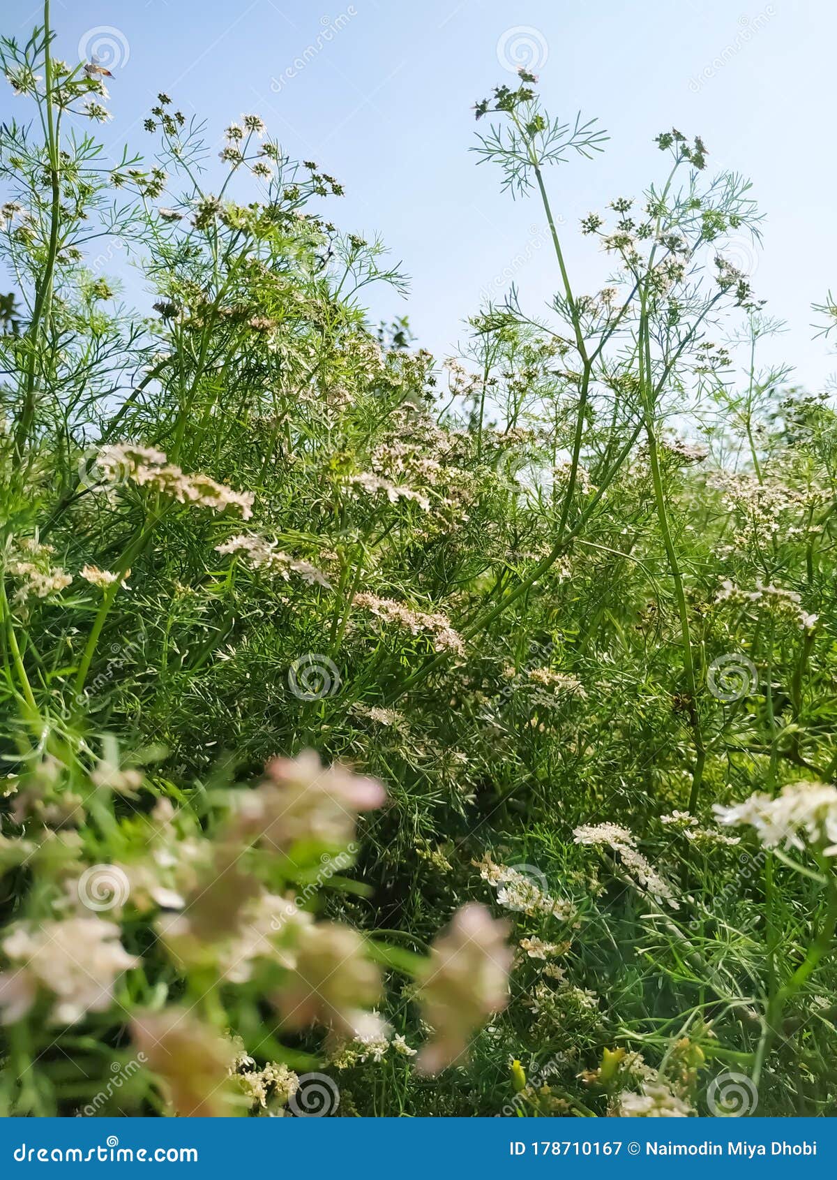 Dhaniya, Coriander Natural White Flower and Wallpaper Background. Stock ...