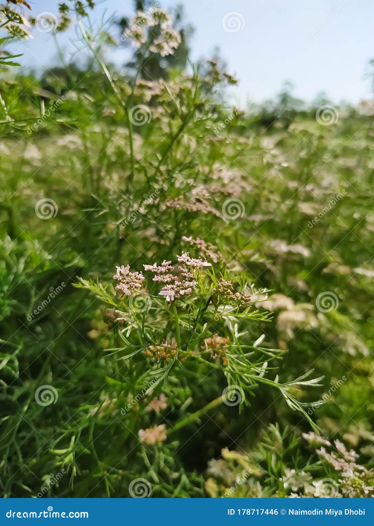 Dhaniya, Coriander Natural White Flower and Wallpaper Background. Stock ...