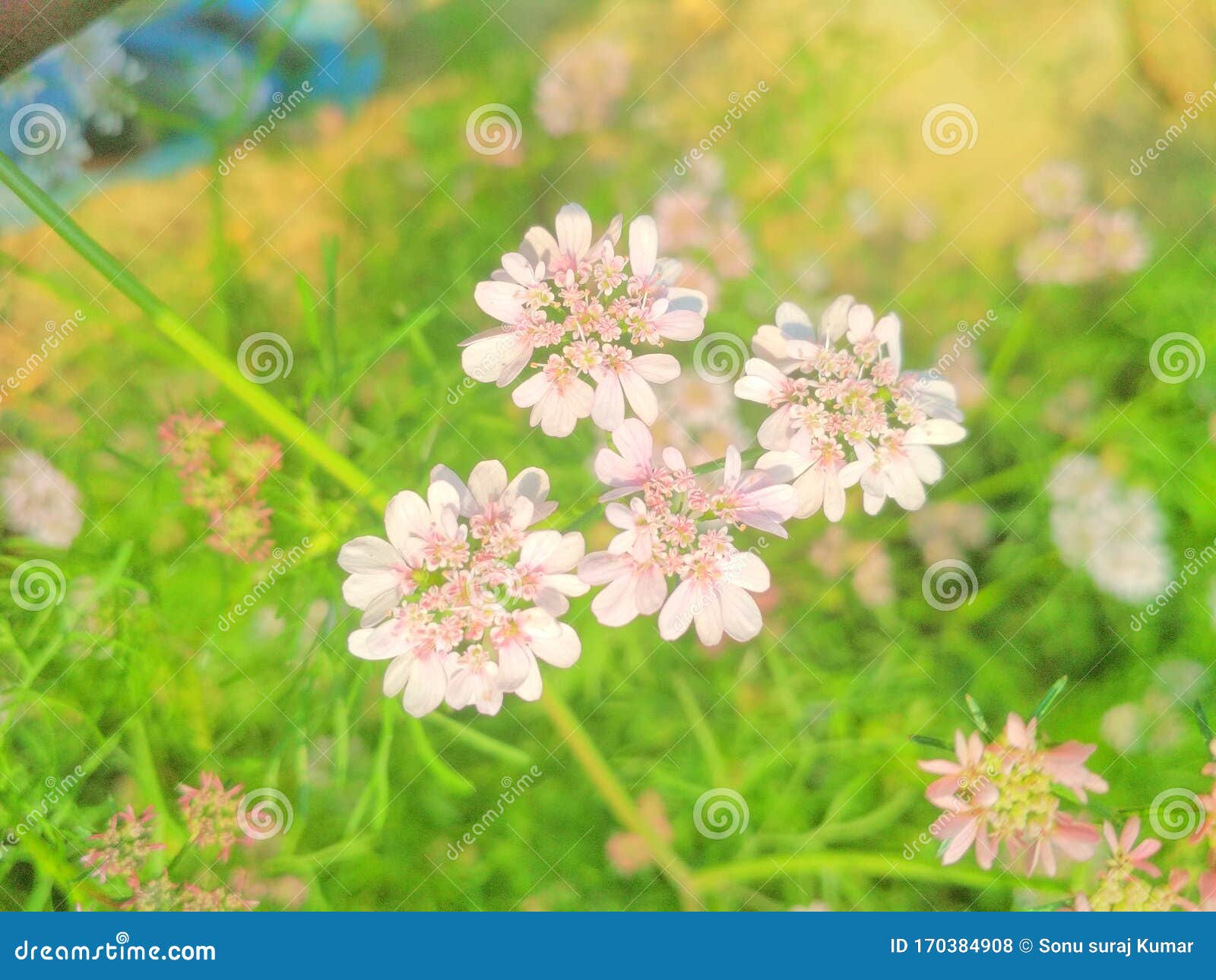 Nadiya is Flower is this Dhni Ka Stock Photo - Image of viri, good ...