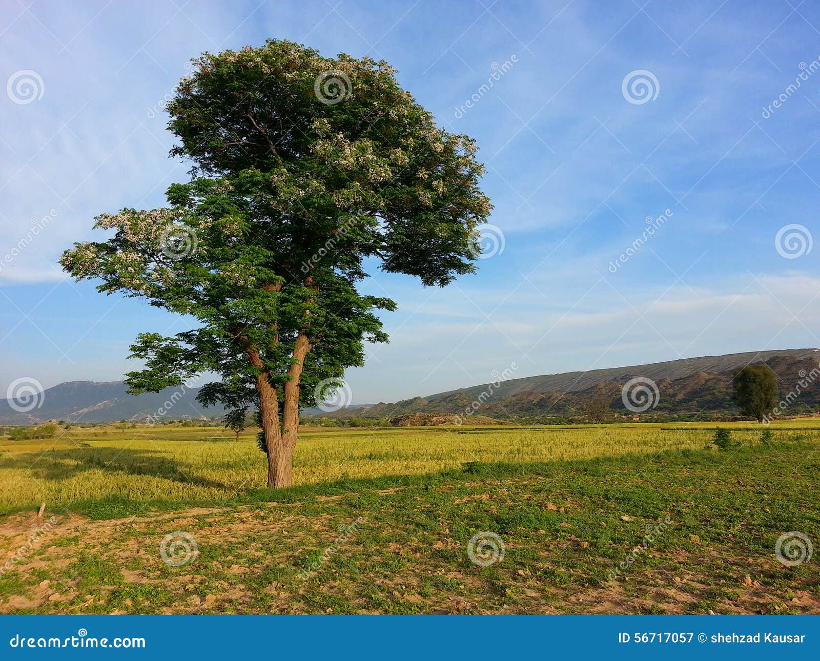 Dharek tree stock image. Image of mountains, tree, range - 56717057