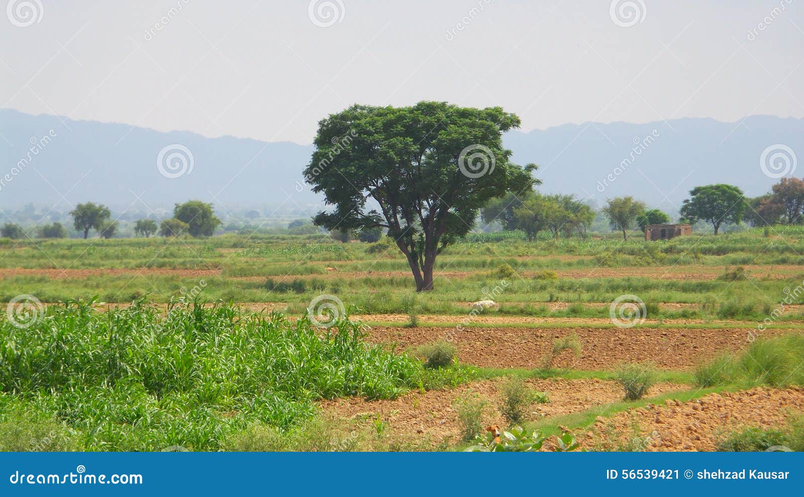Dharek tree stock image. Image of district, side, chakwal - 56539421