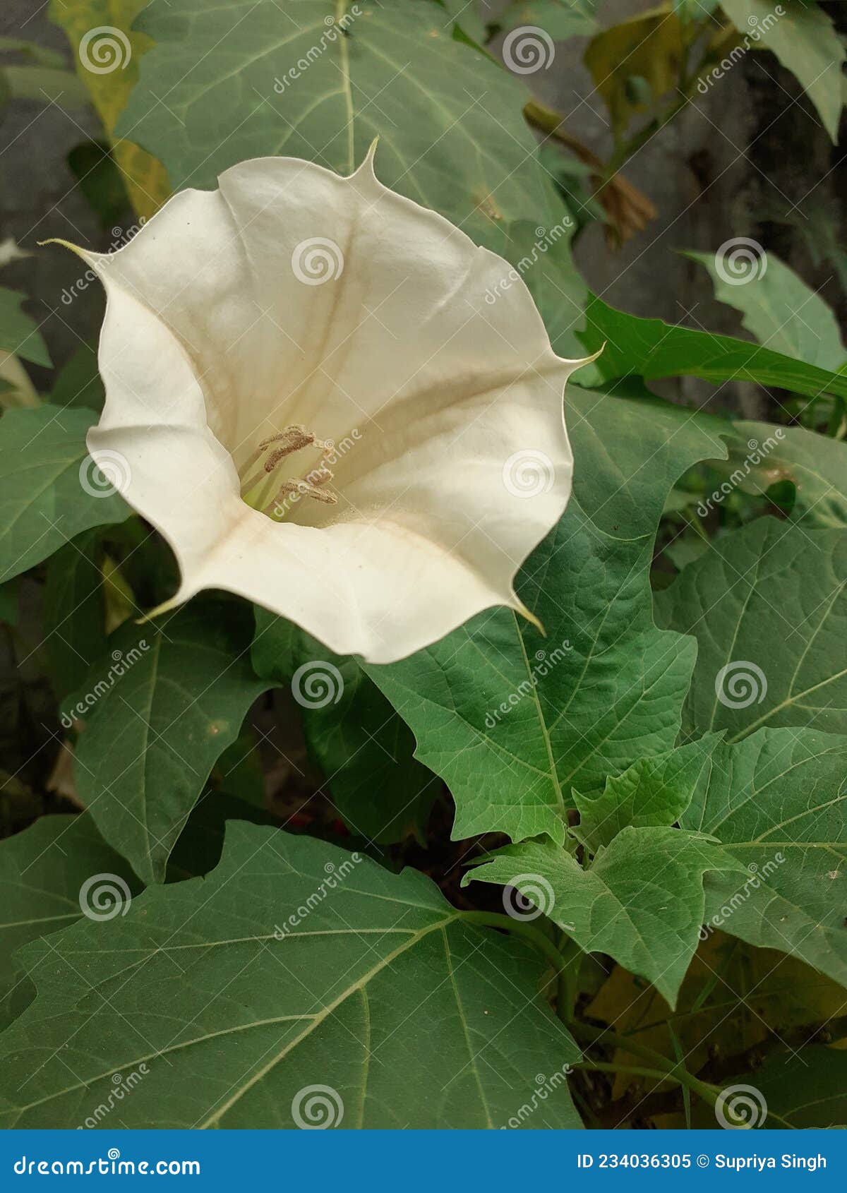 Dhatura Flower On Plant For Lord Shiva Worship Stock Image ...