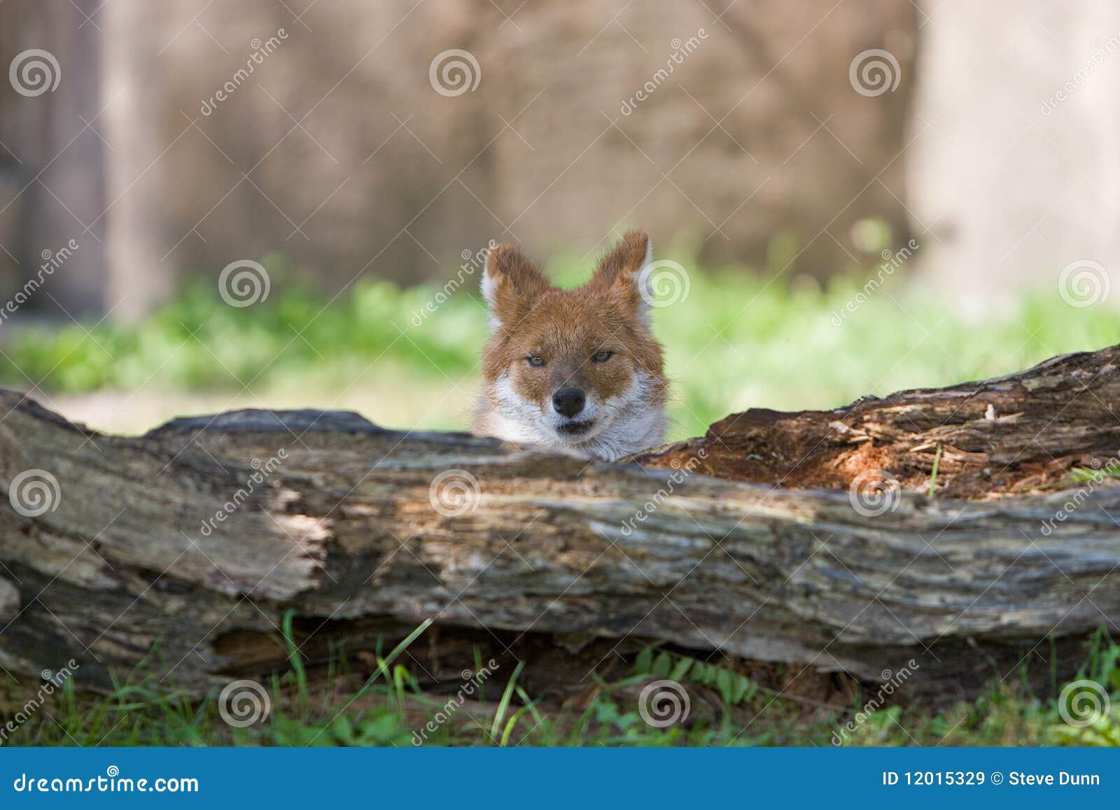 Dhole stock image. Image of animal, cuon, wild, alpinus - 12015329