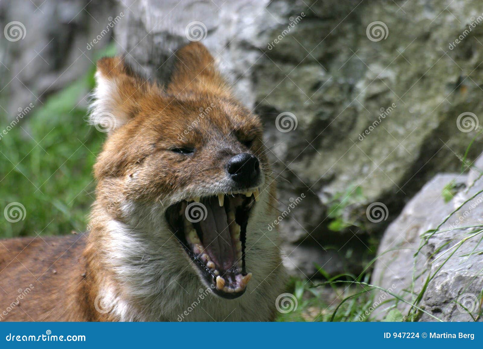 Dhole stock photo. Image of biting, carnivore, perilous - 947224