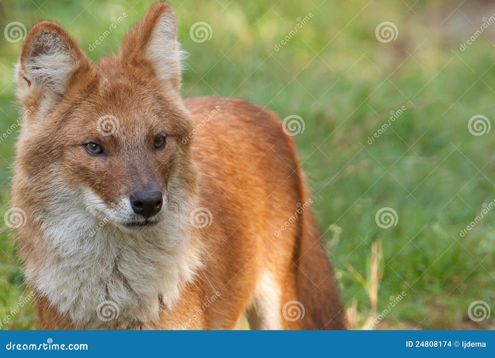 A Dhole Also Known As a Red Dog Stock Photo - Image of mammal, asian ...
